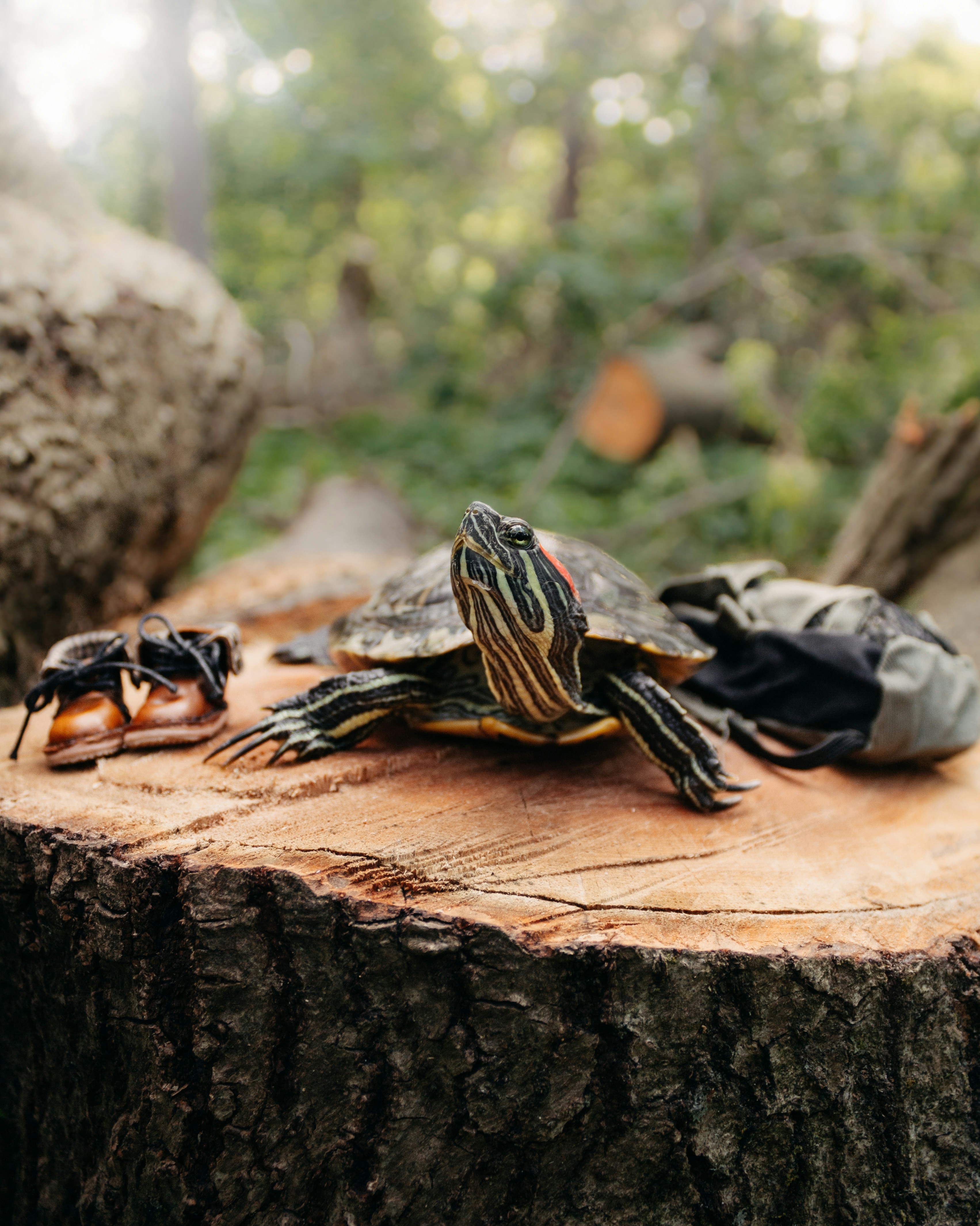 A couple of bugs on a log photo – Free Reptile Image on Unsplash