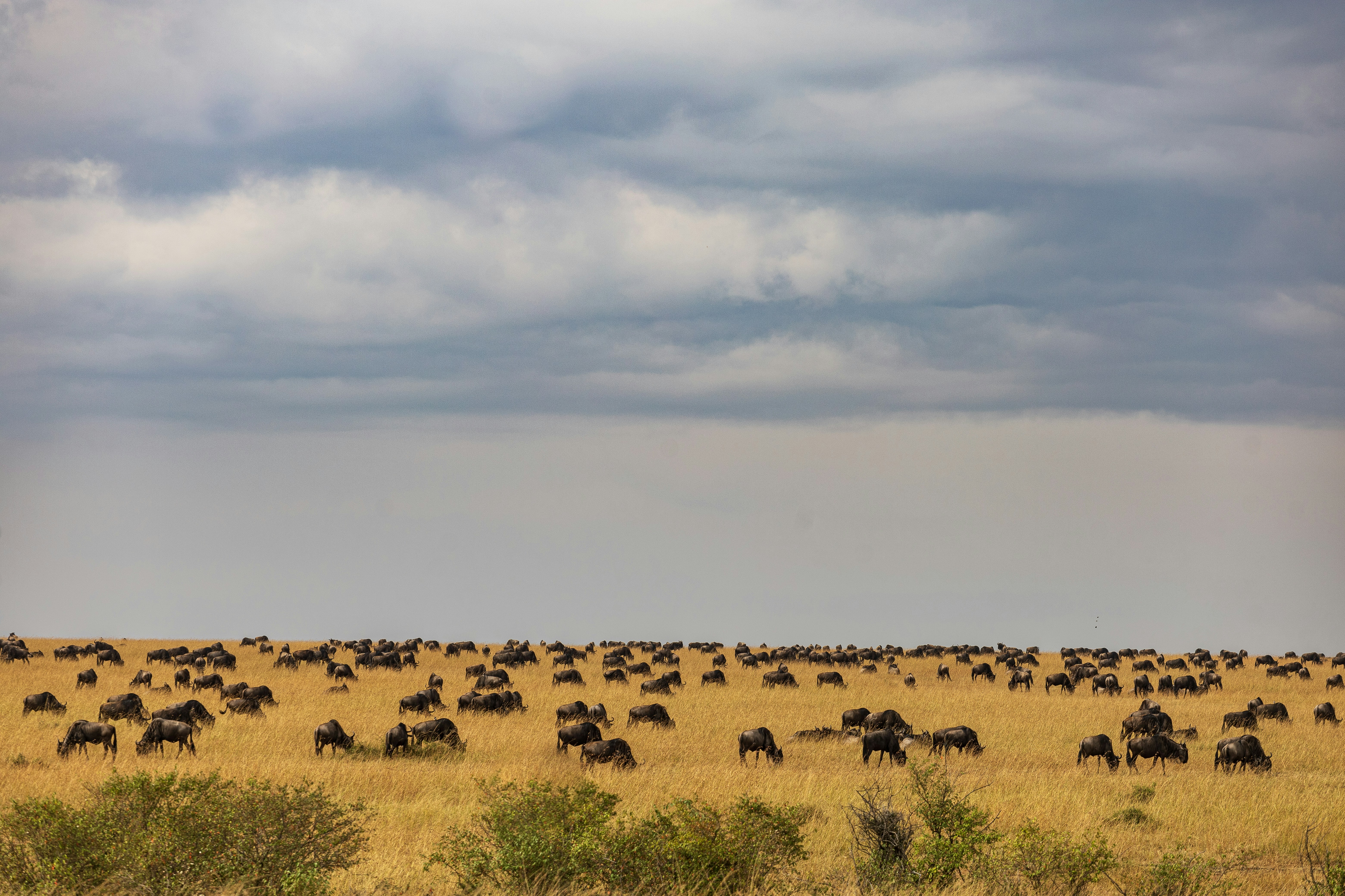 Foto Una manada de animales pastando en un campo – Imagen Kenia gratis ...