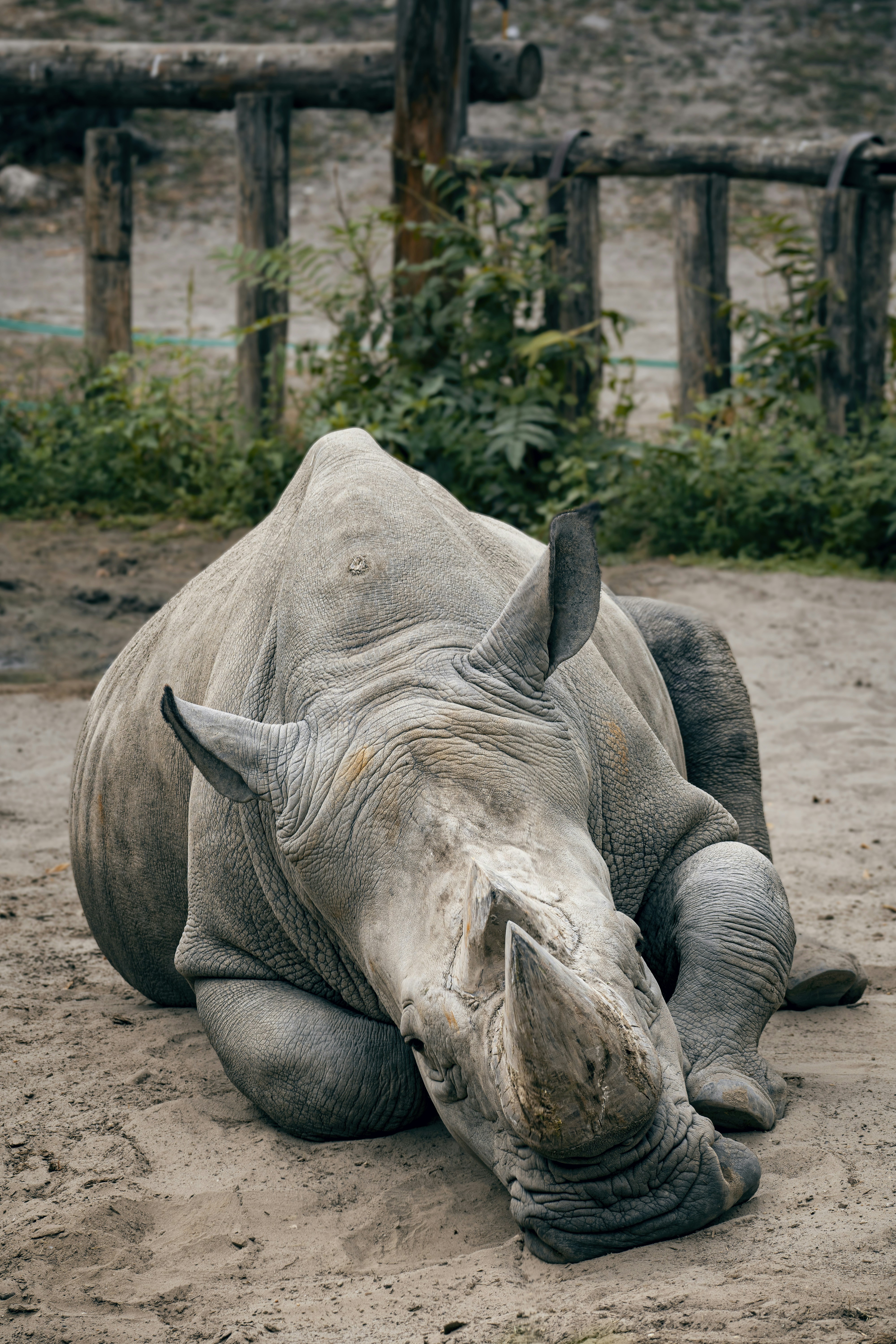 Dormant Titan: A Resting White Rhino by Weathered Rails