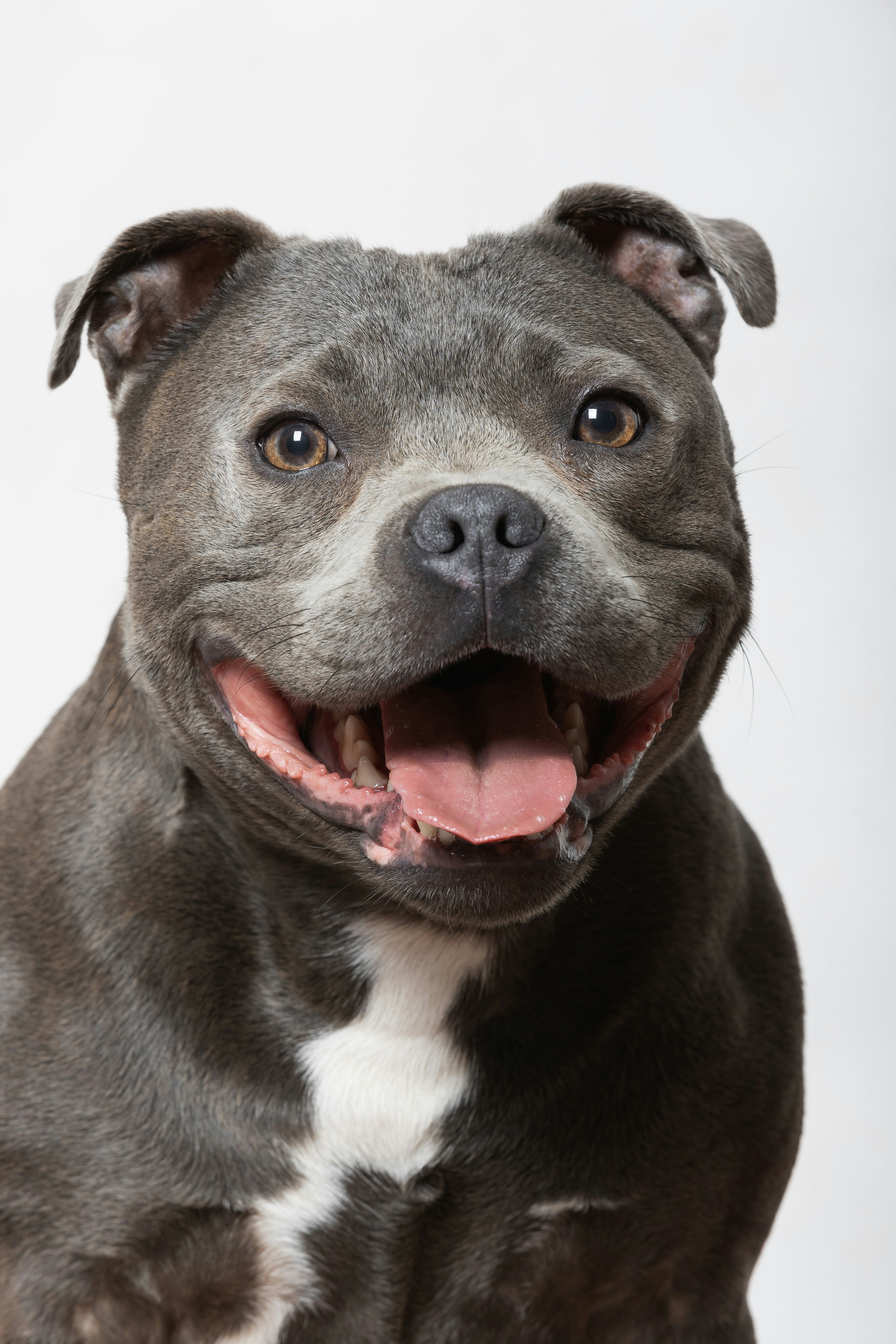 Bright-eyed Pit Bull Studio Portrait: A Playful Smile in Soft Studio Light
