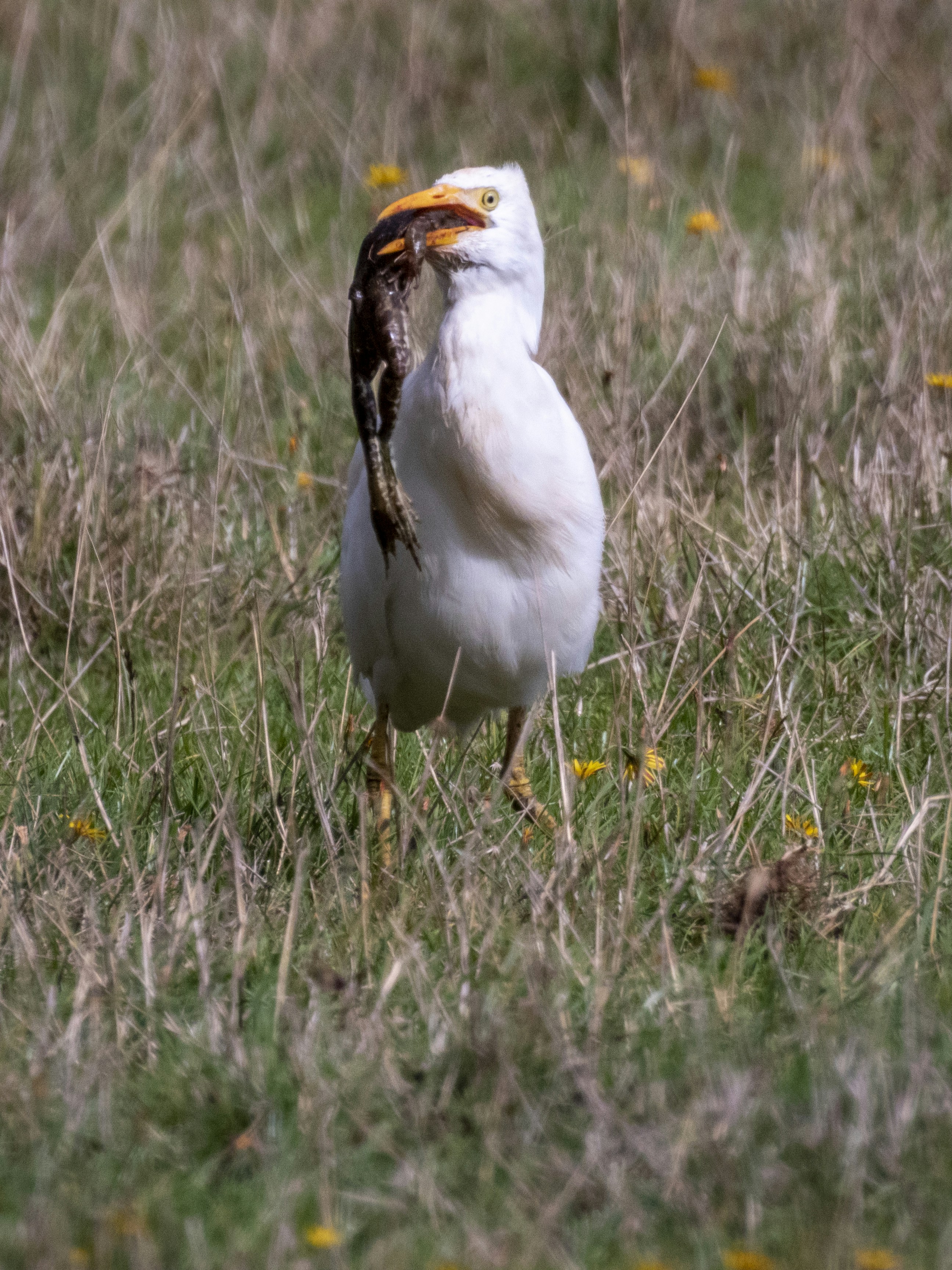Stalking in the Meadow: A White Heron Reclaims a Prey Shadow
