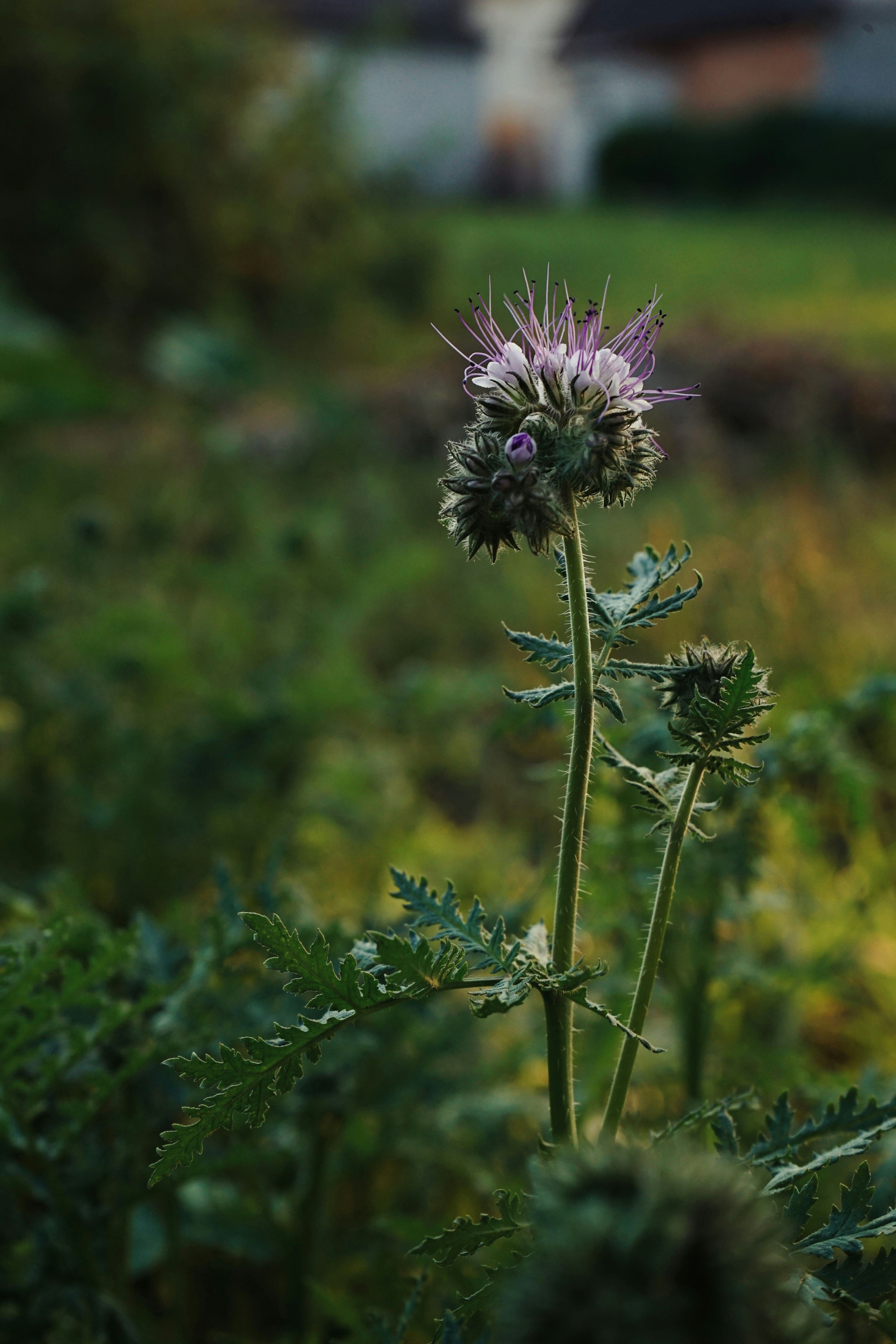 Purple Thistle Portrait in a Quiet Backyard