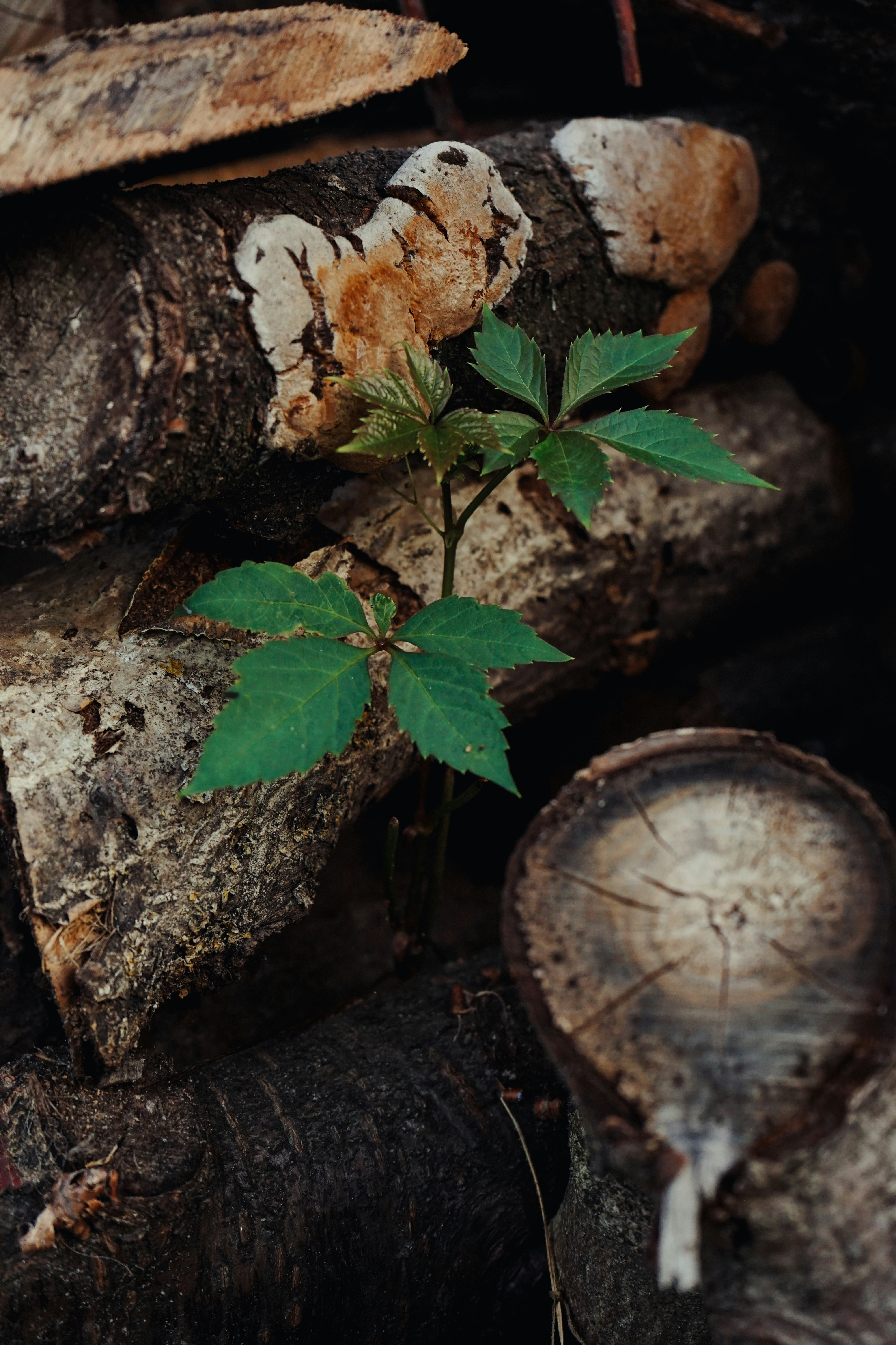 a plant growing out of a crack in a rock