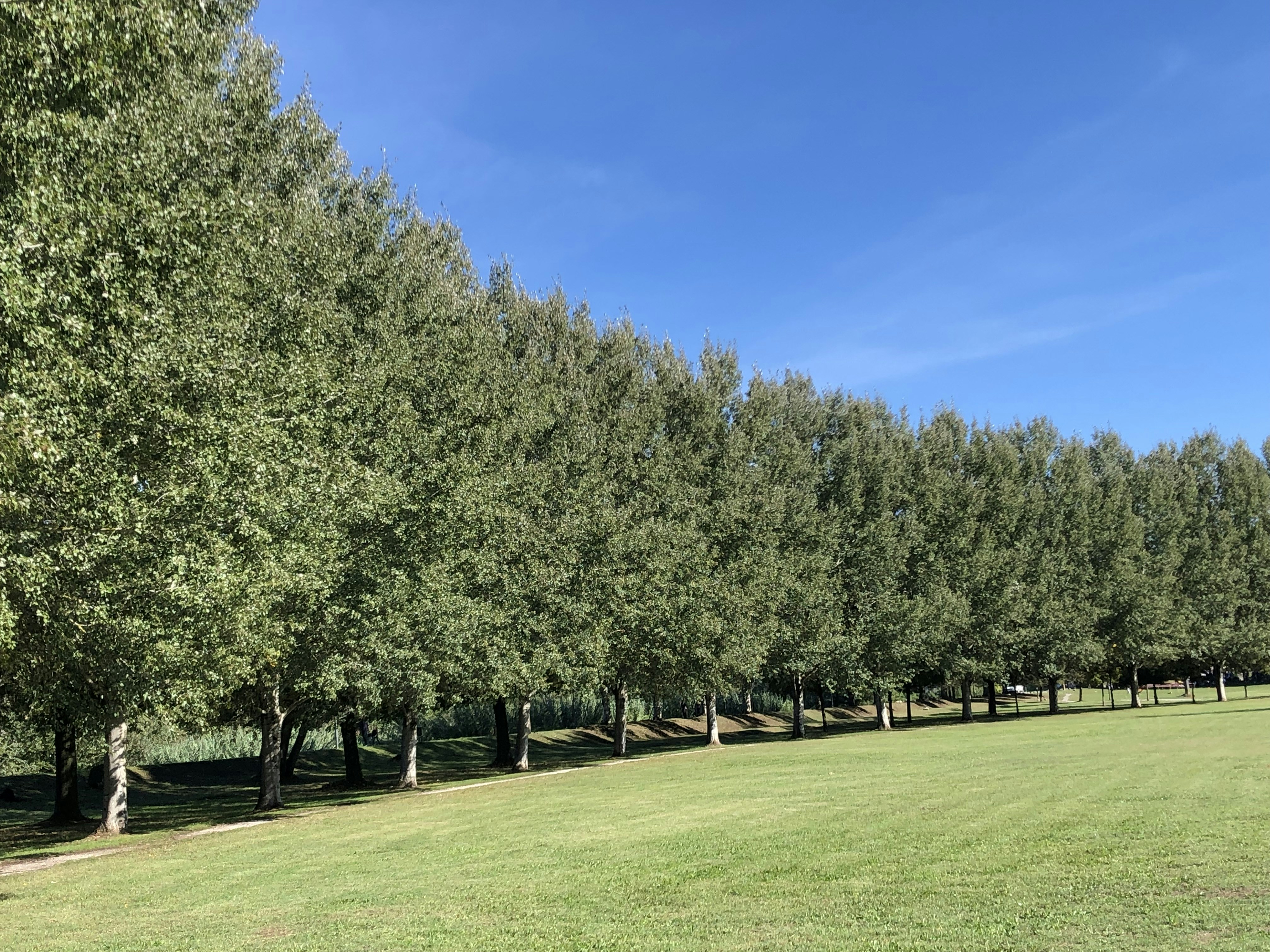 Round trees