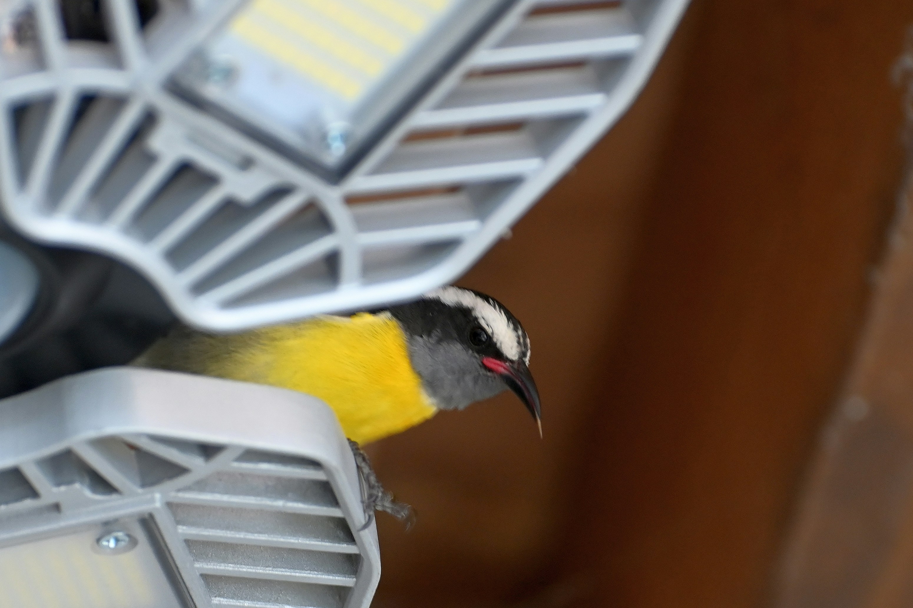 Great Tit on a Grey Grille: A Burst of Yellow Amid Machinery