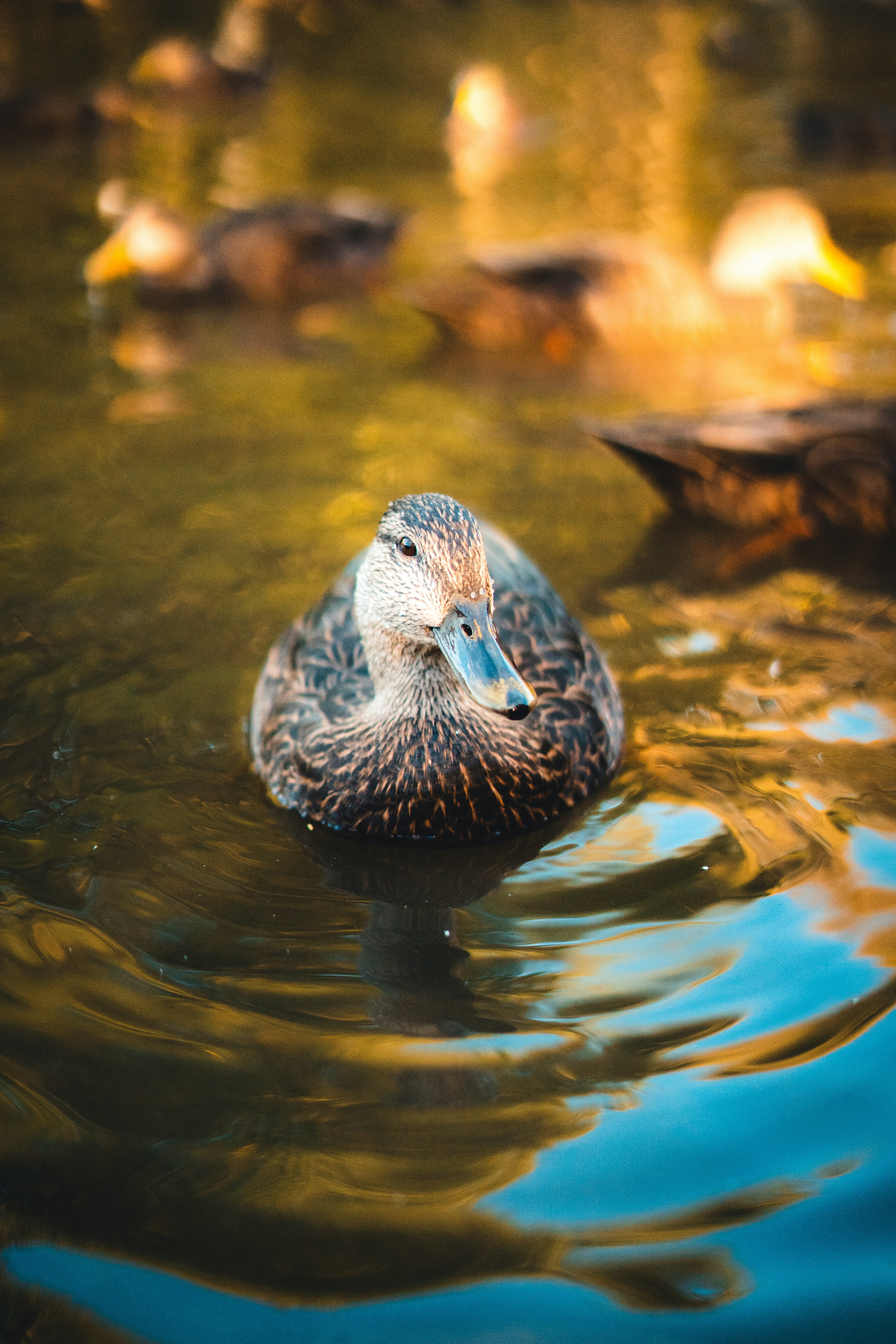 Foto zum Thema Eine Ente, die im Wasser schwimmt – Kostenloses Bild zu ...