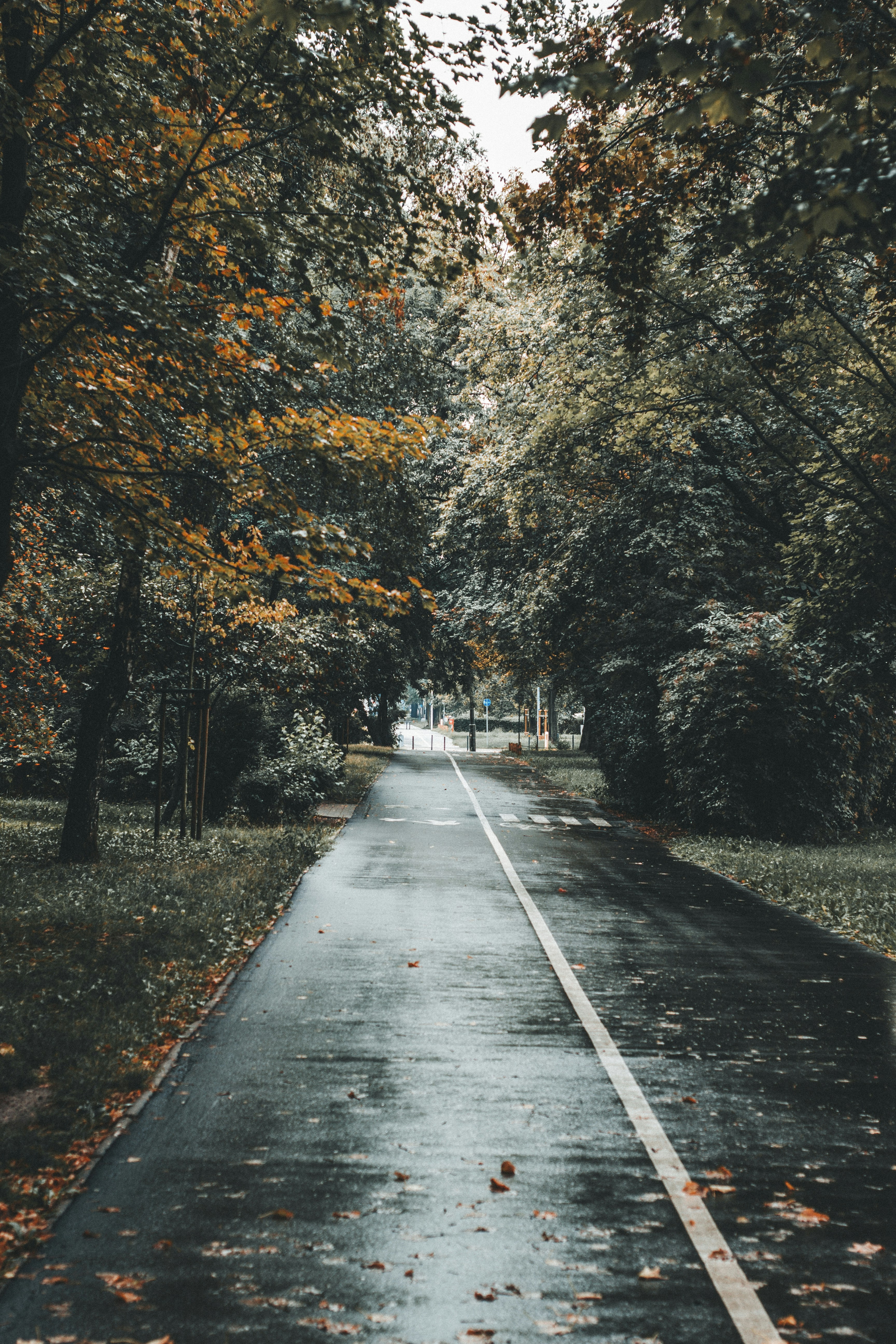 A road with trees on either side photo – Free Grey Image on Unsplash