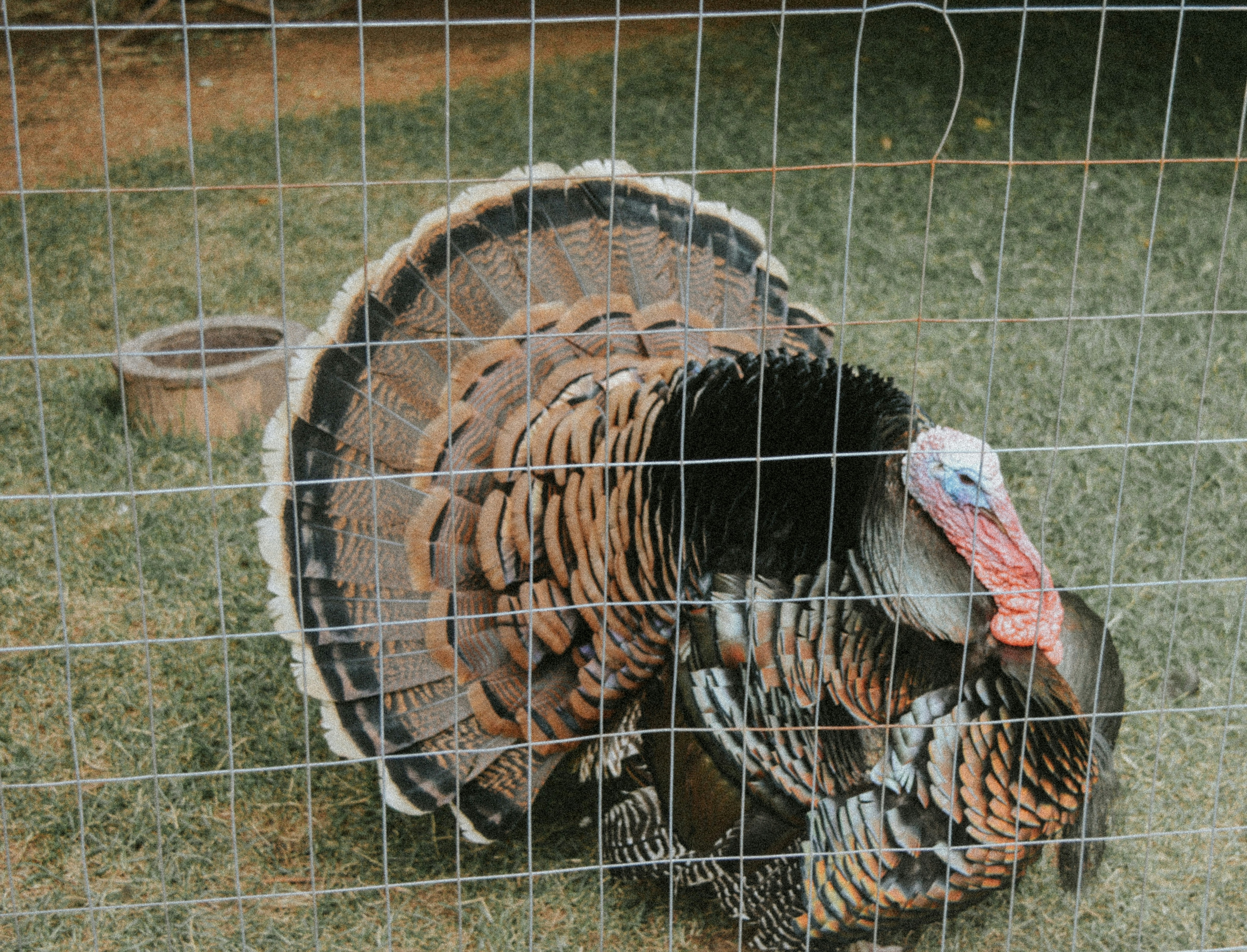 a bird in a cage
