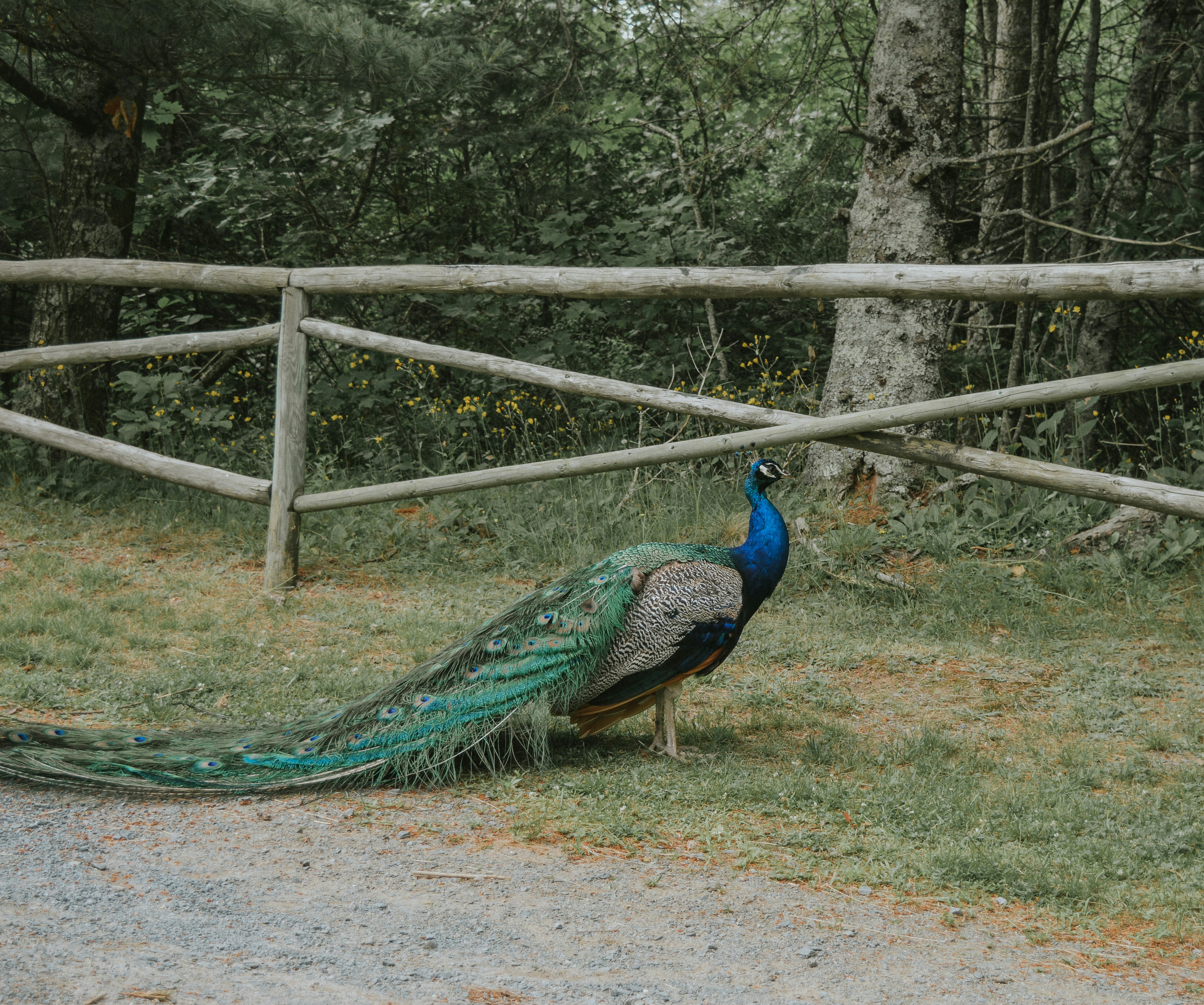 Iridescent Gatekeeper: A Peacock Resting by a Rustic Fence