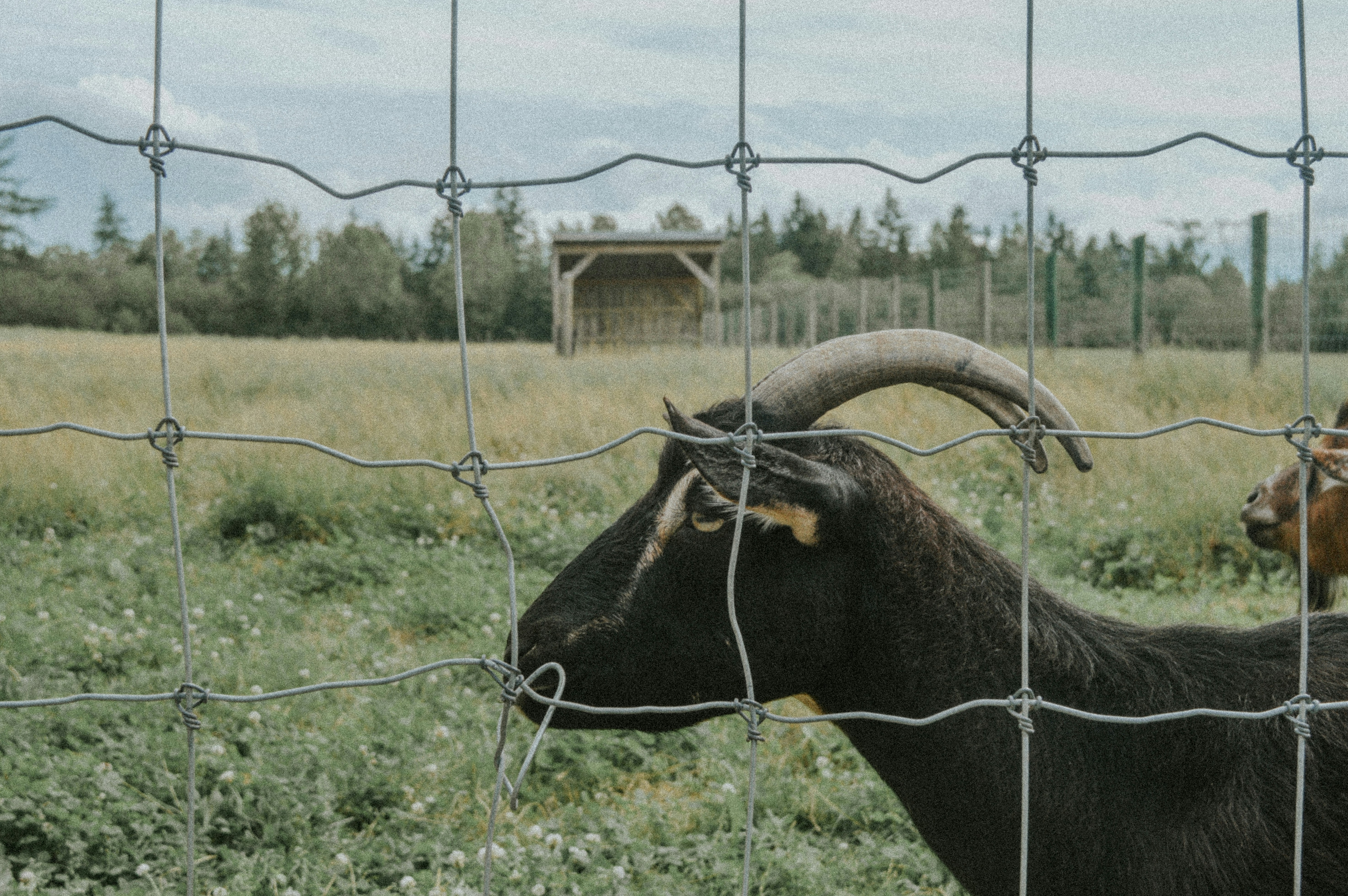 Horned Sentinel Behind the Wire: Black Goat at the Field Fence