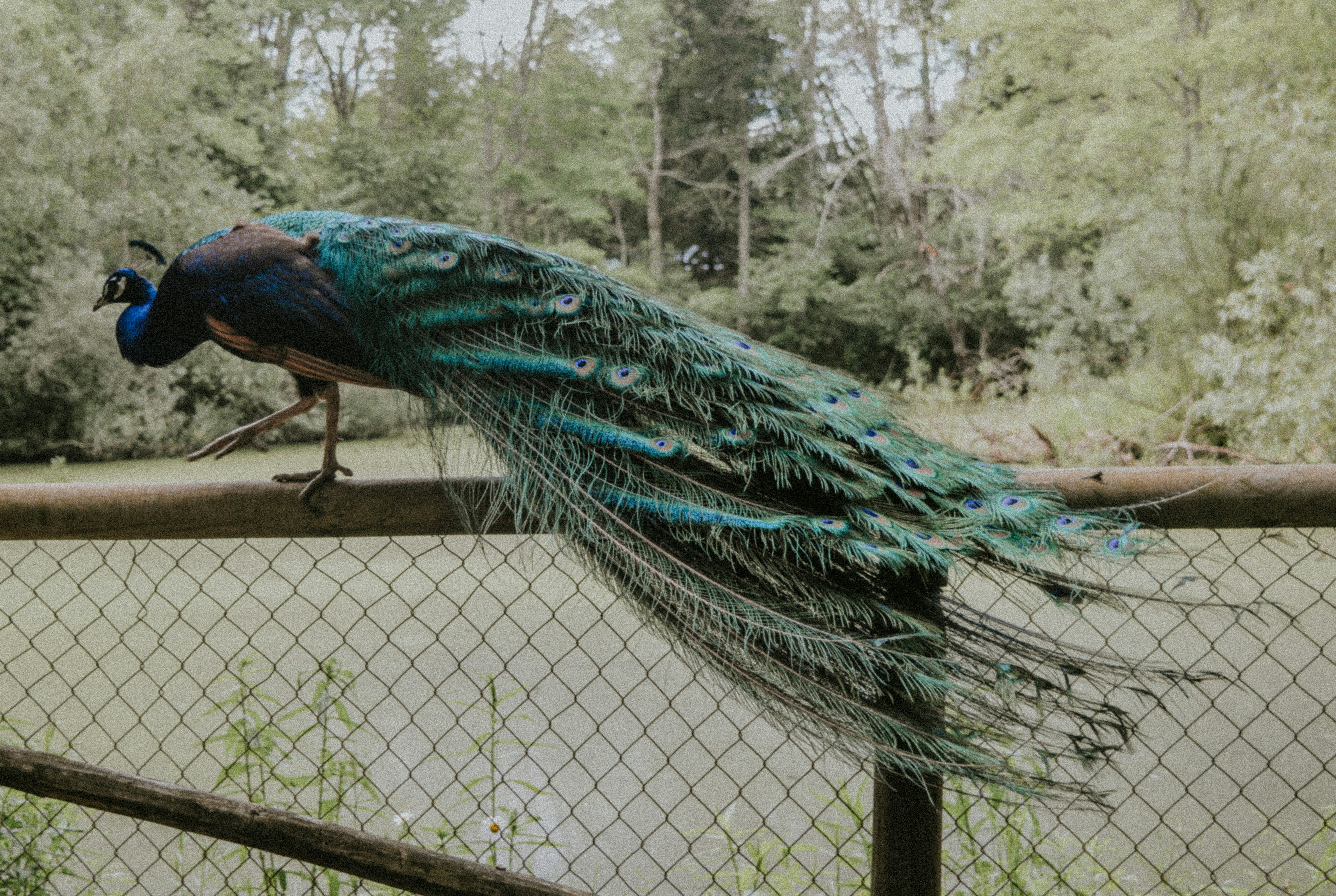 Iridescent Sentinel on the Fence: A Peacock by the Pond