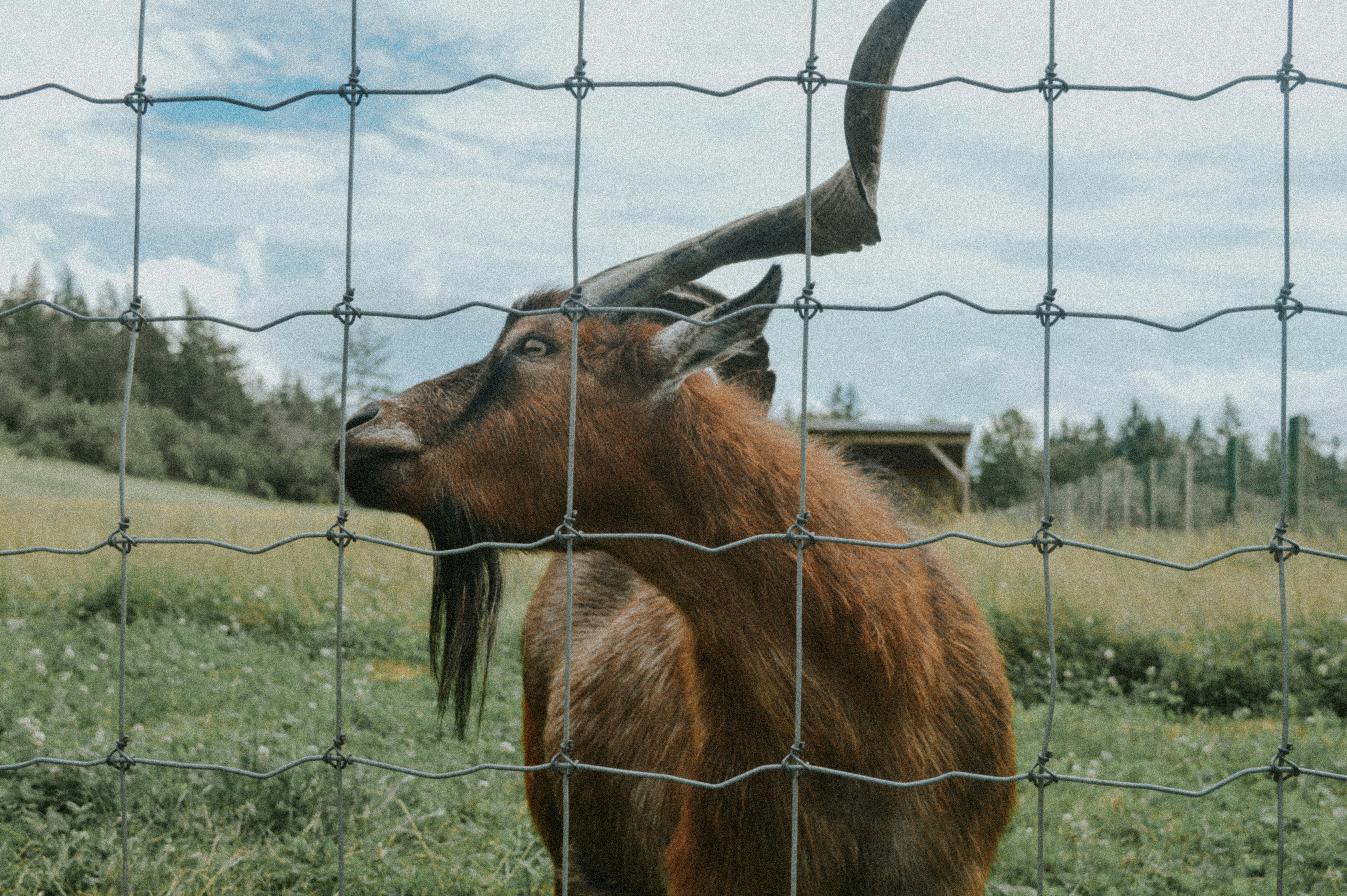 Curious Goat Behind Chain-Link: A Rustic Meadow Portrait