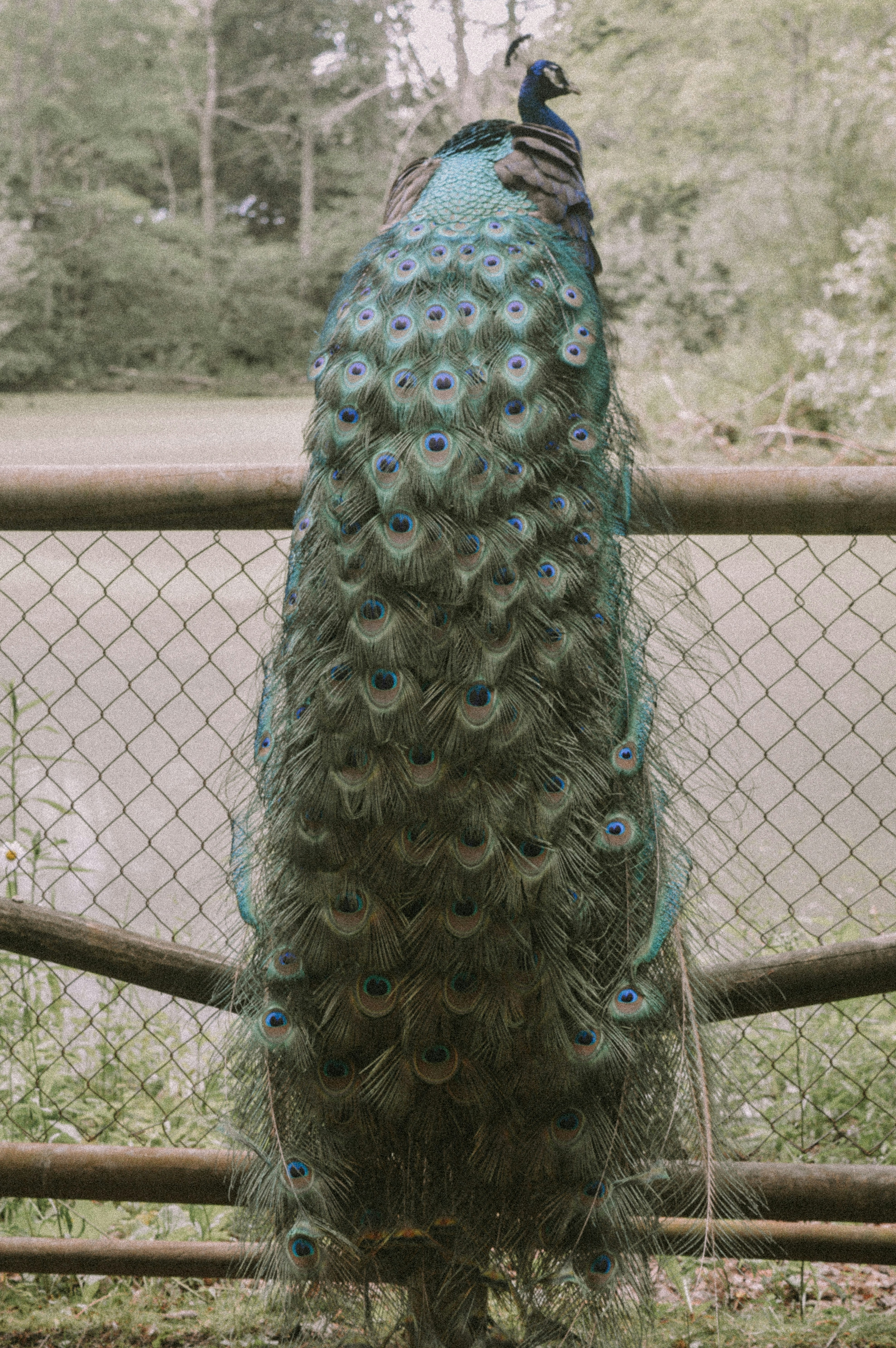 a peacock standing on a fence