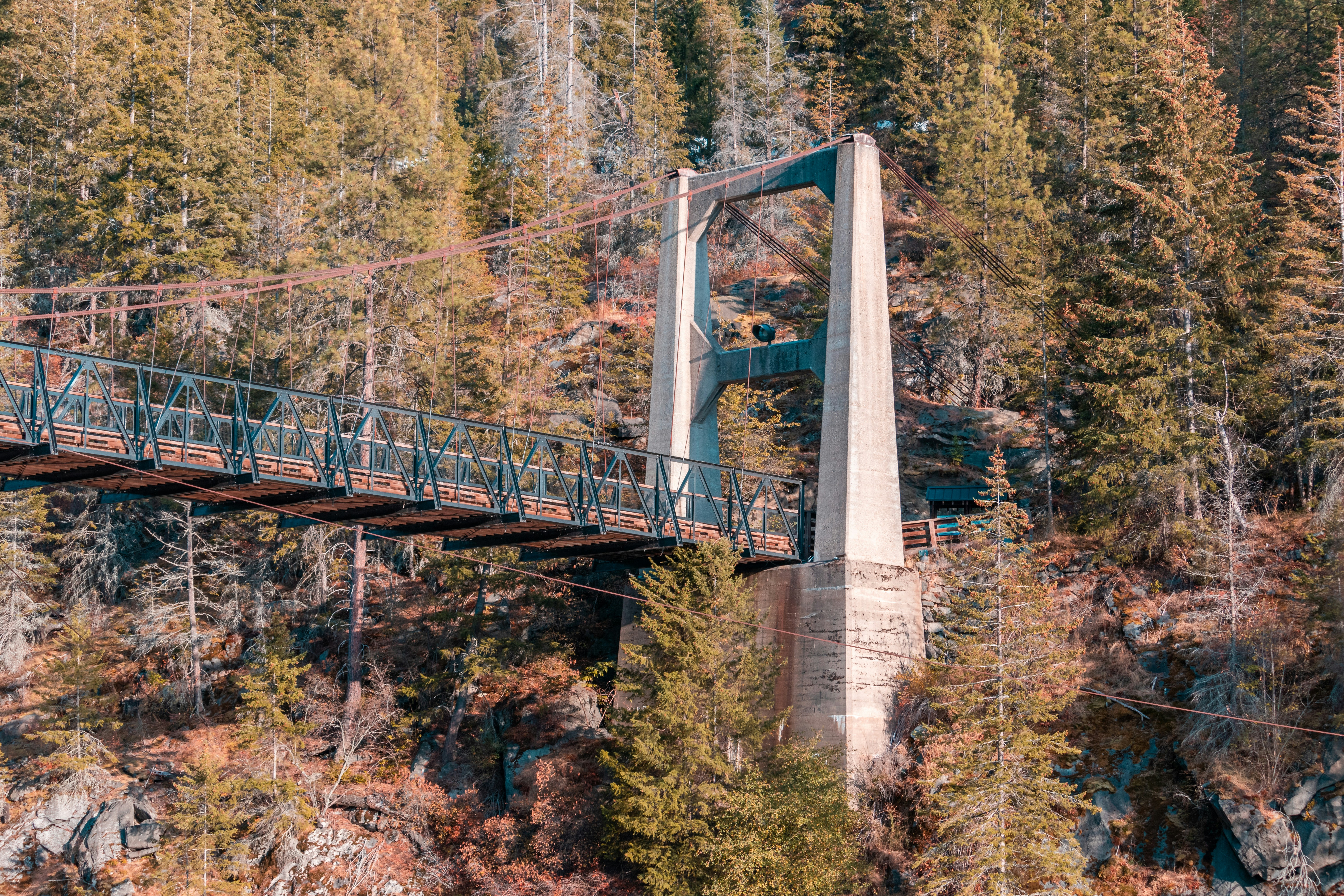 A sturdy suspension bridge stands amidst a backdrop of towering evergreen trees, showcasing the harmony between human engineering and nature.