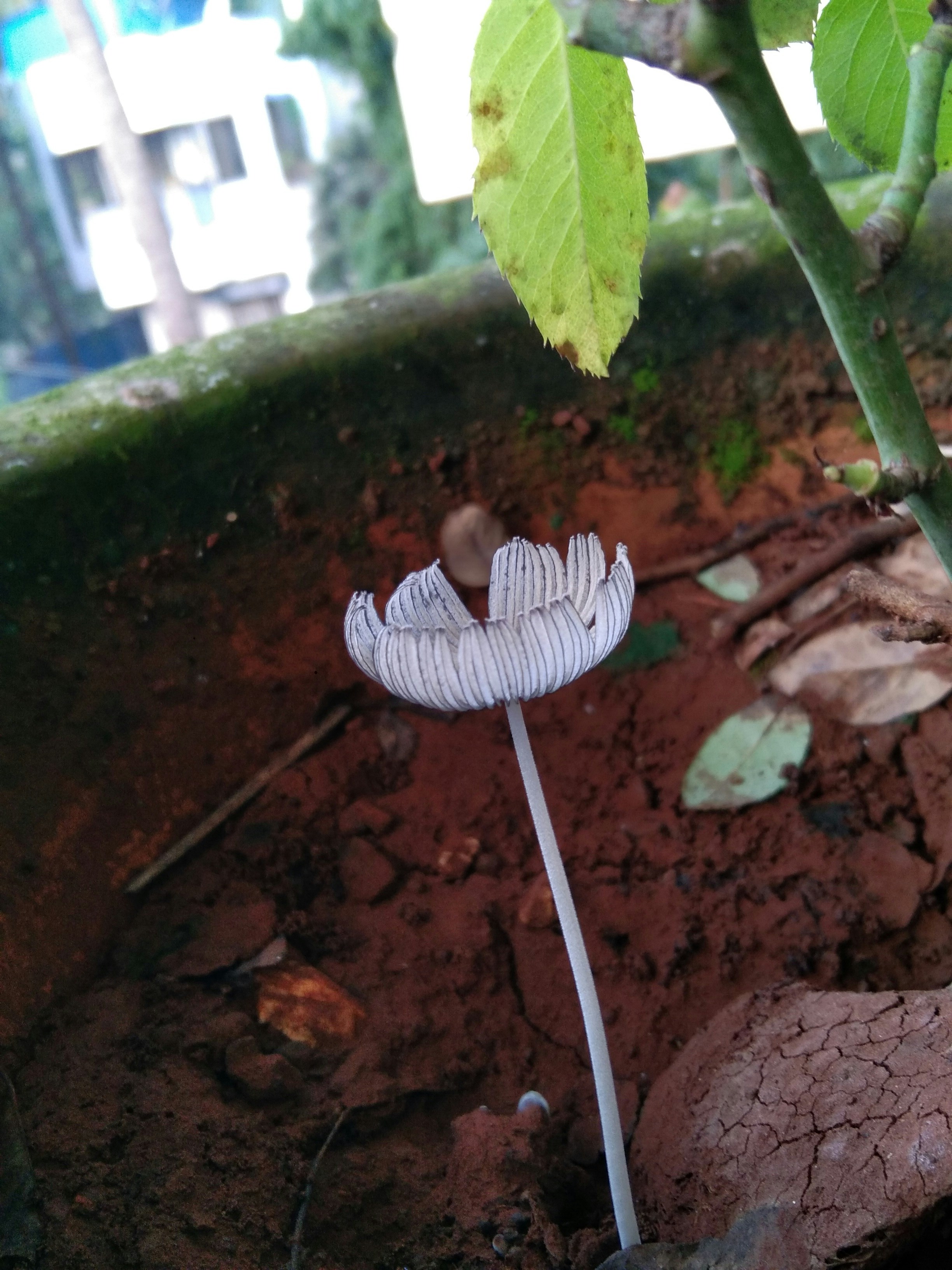 a white mushroom growing out of a tree trunk