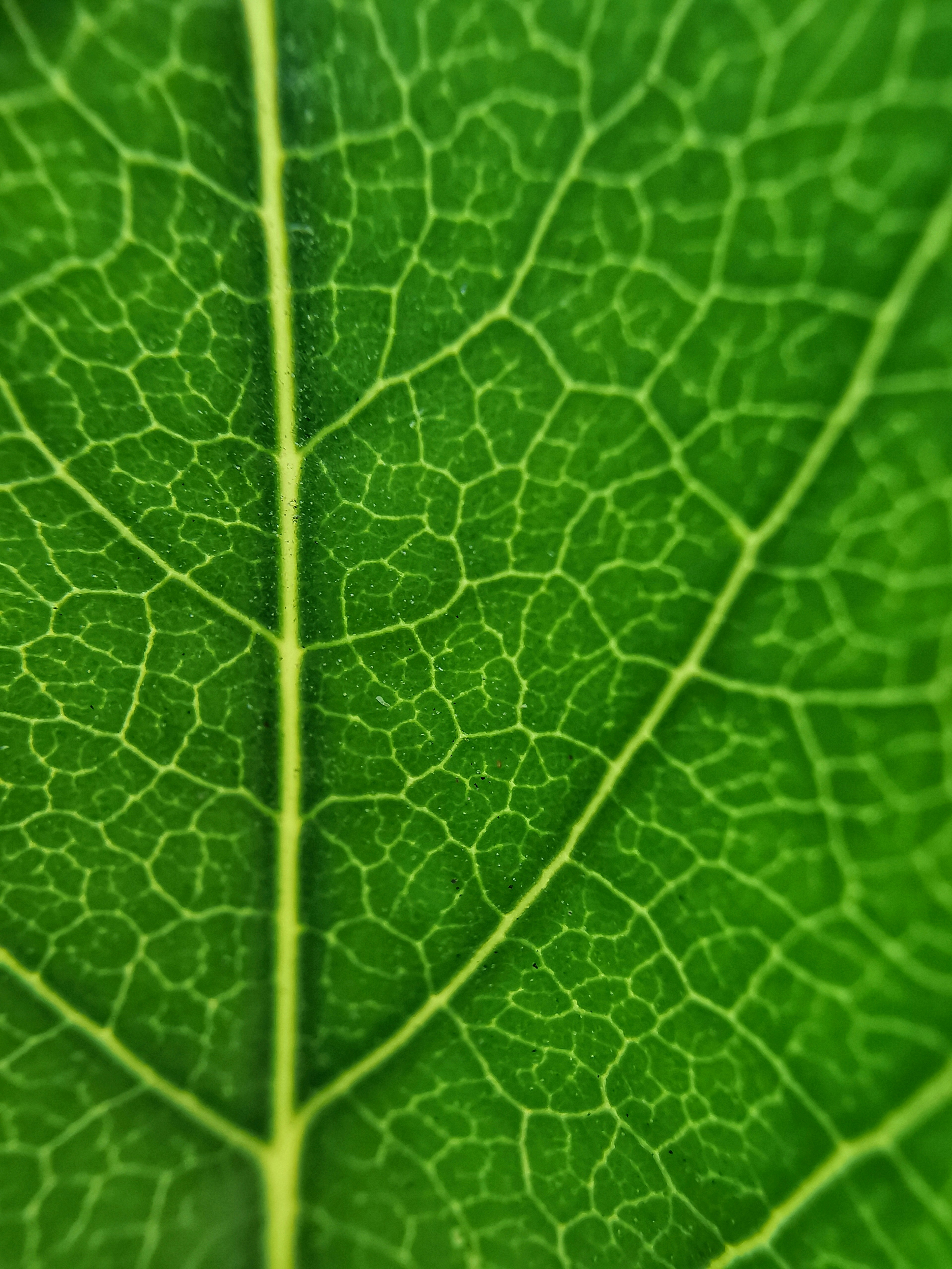 Close-up view of a leaf showcasing its detailed vein structure and vibrant green color.