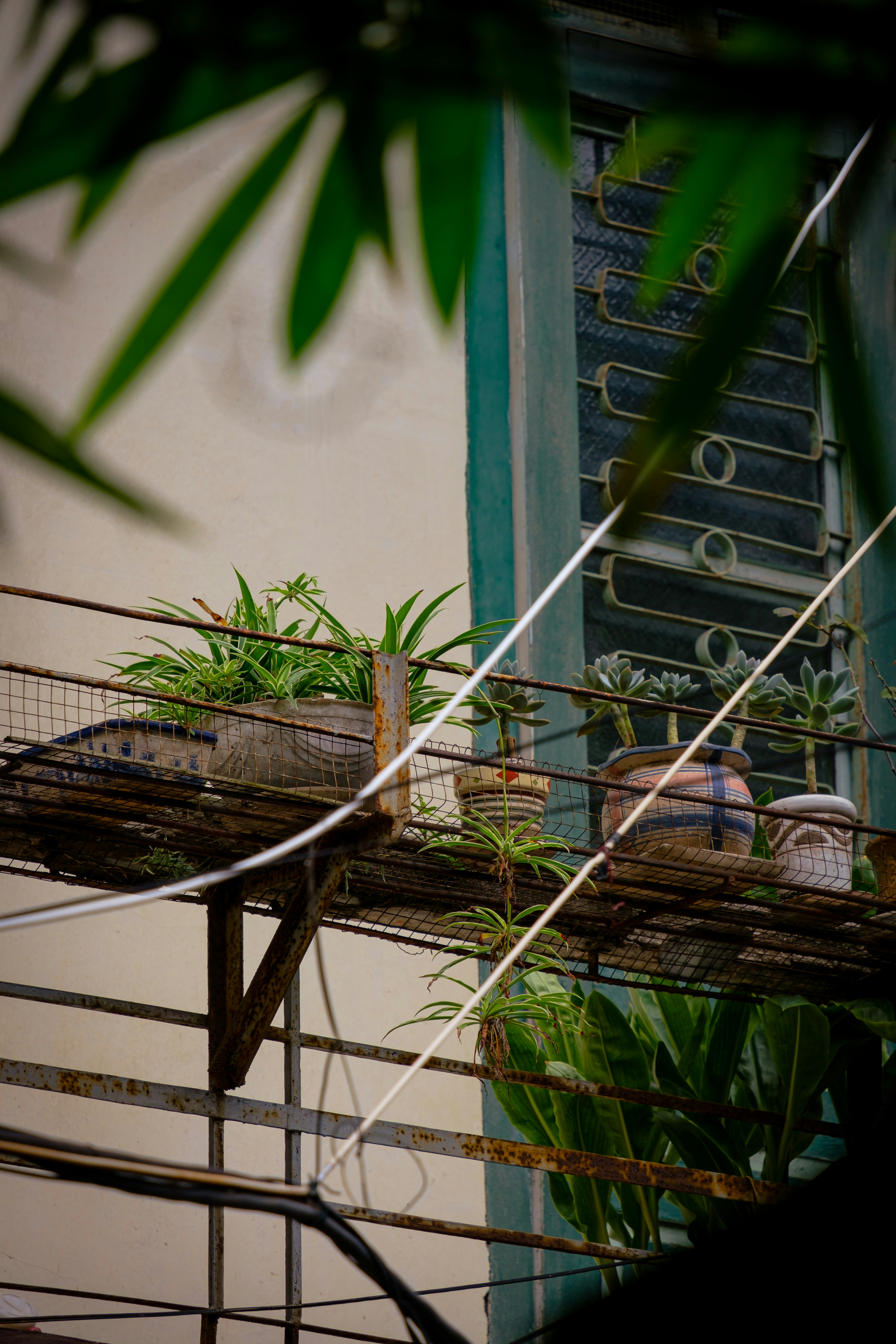 Teal Window Balcony Garden: Succulents on a Weathered Rack