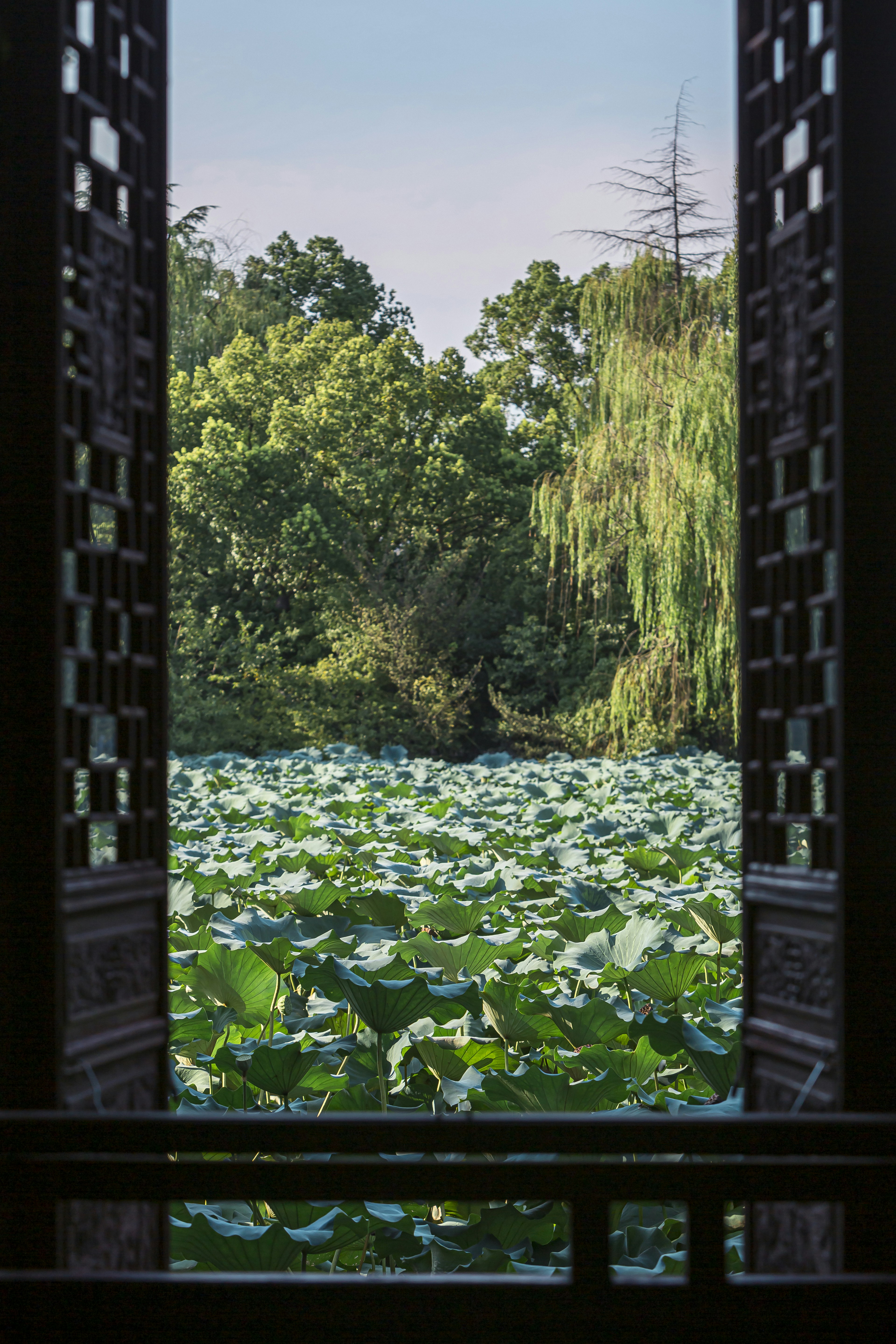 Through the Lattice Frame: Lily-Pond Vista Beyond a Quiet Garden