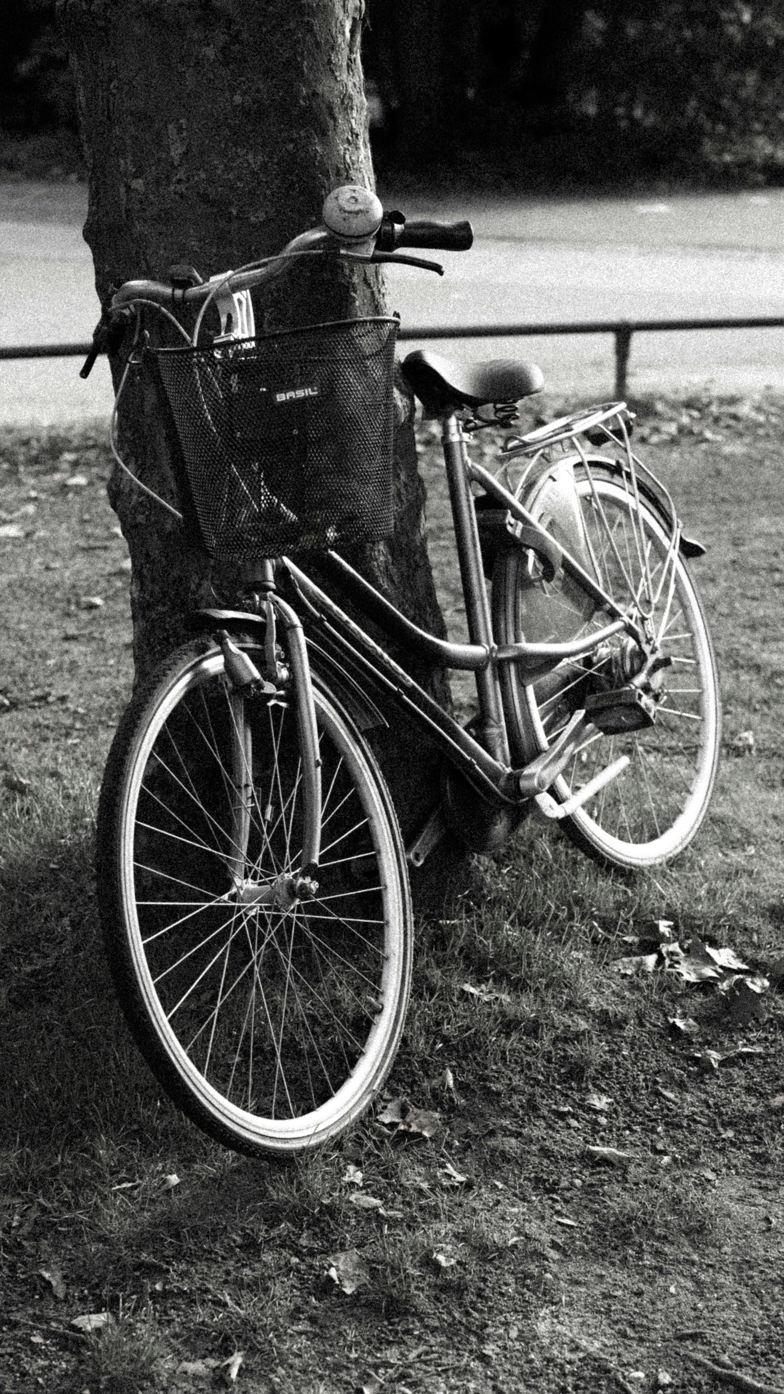 Monochrome Moment: A Vintage Bicycle Tied to a Tree in the Park