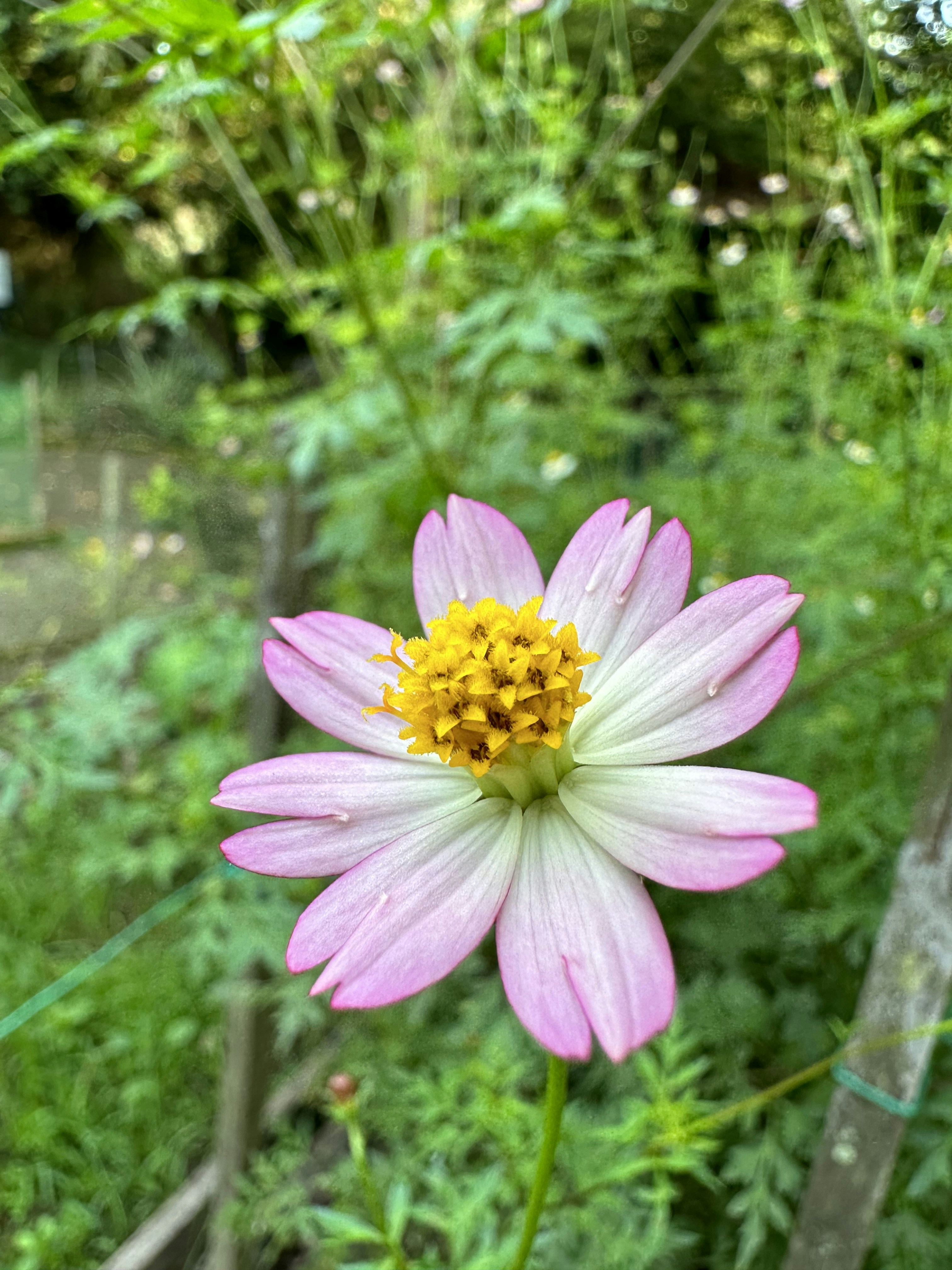 a close up of a flower