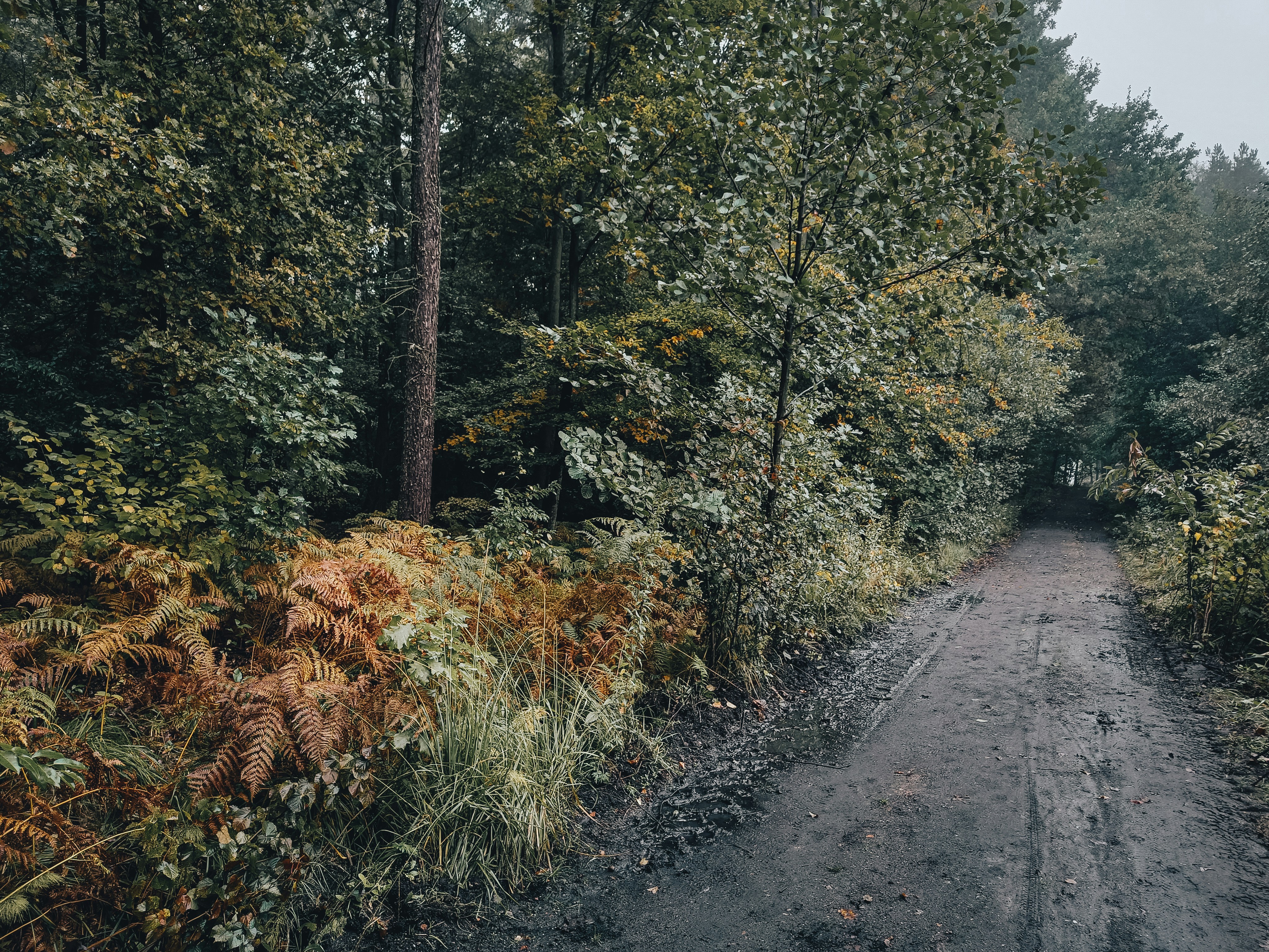 Forest path lined with vibrant ferns and dense greenery under an overcast sky.