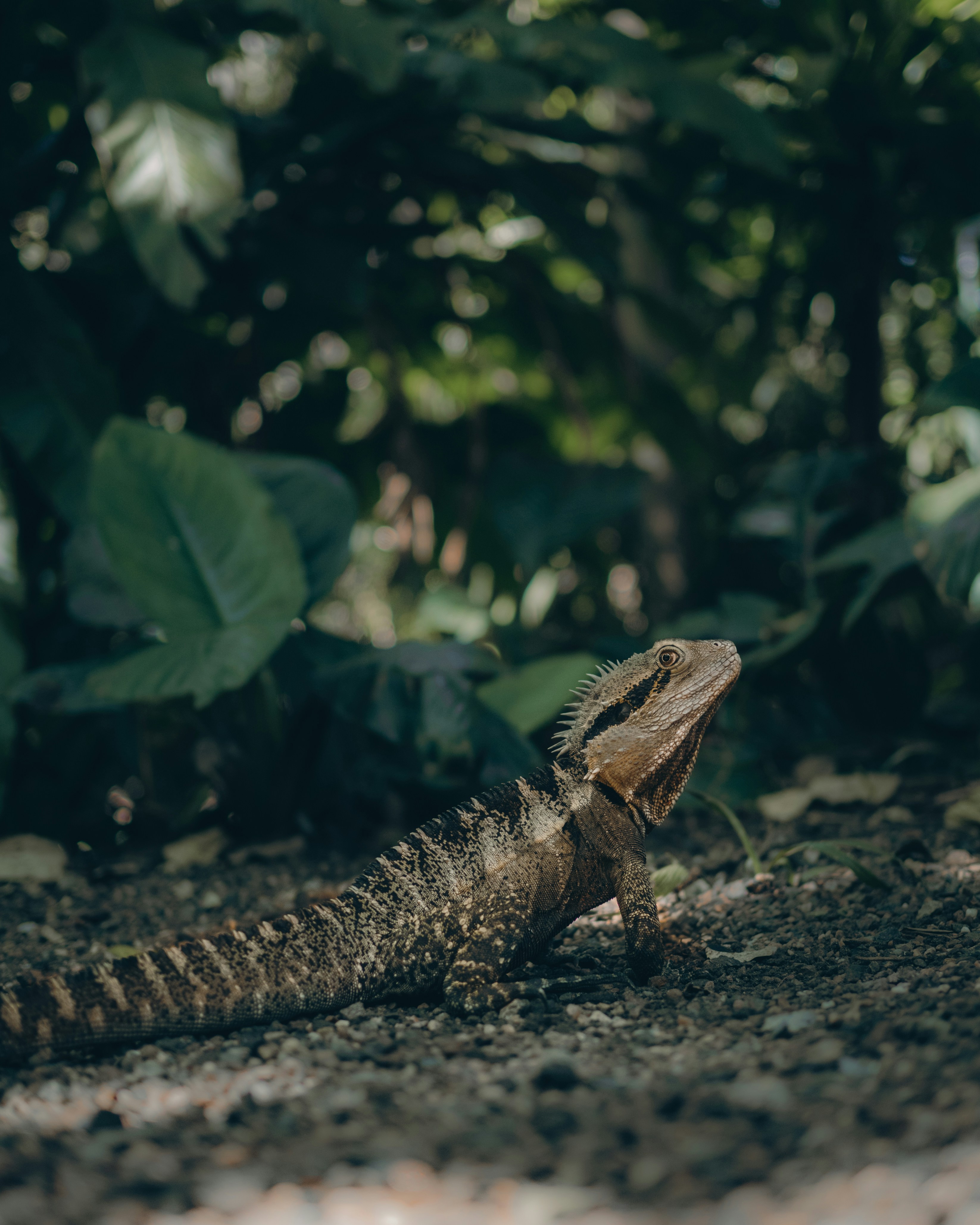 Dappled Forest Sentinel: A Monitor Lizard Pauses on Pebble Ground