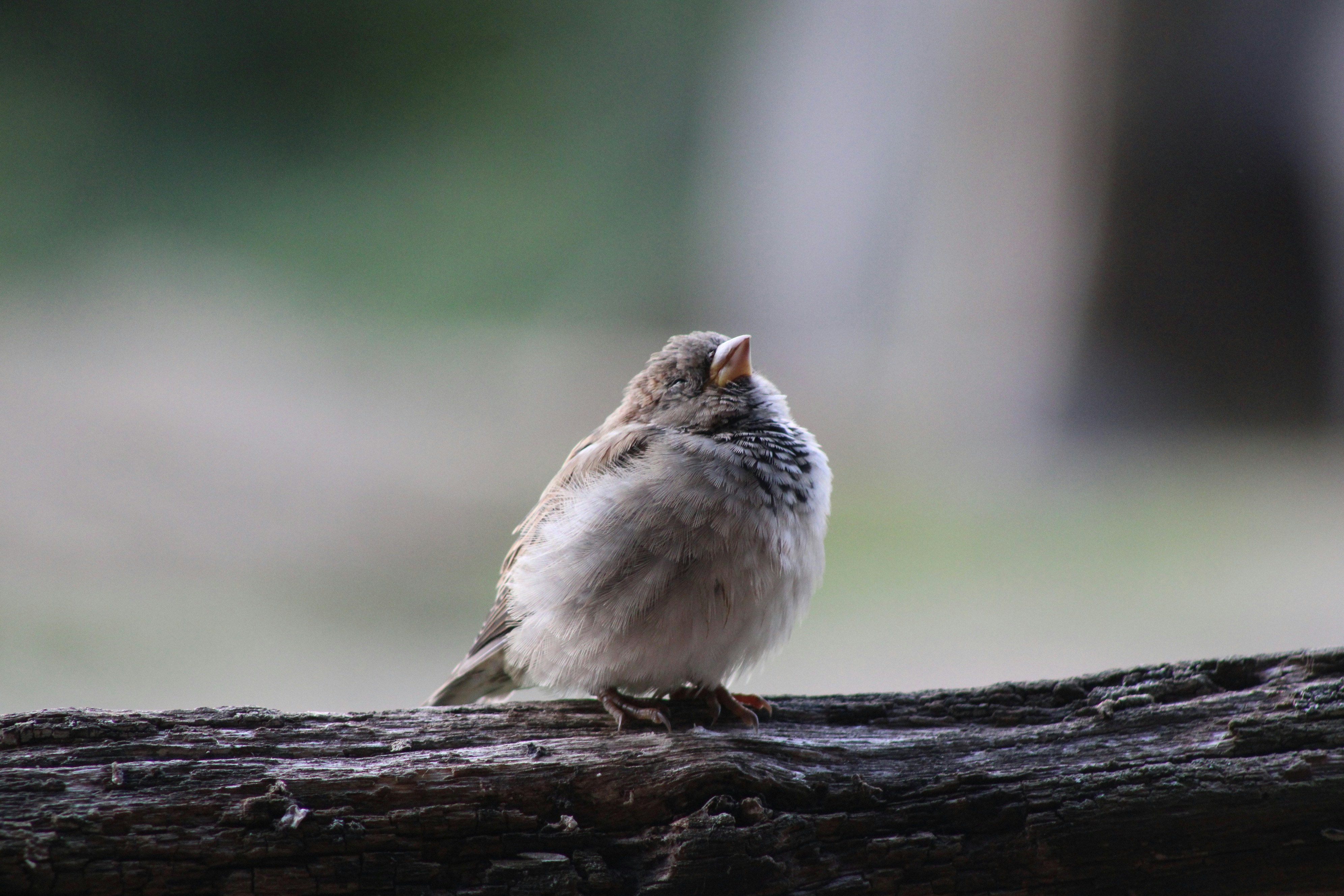 A small bird on a log photo – Free Grey Image on Unsplash