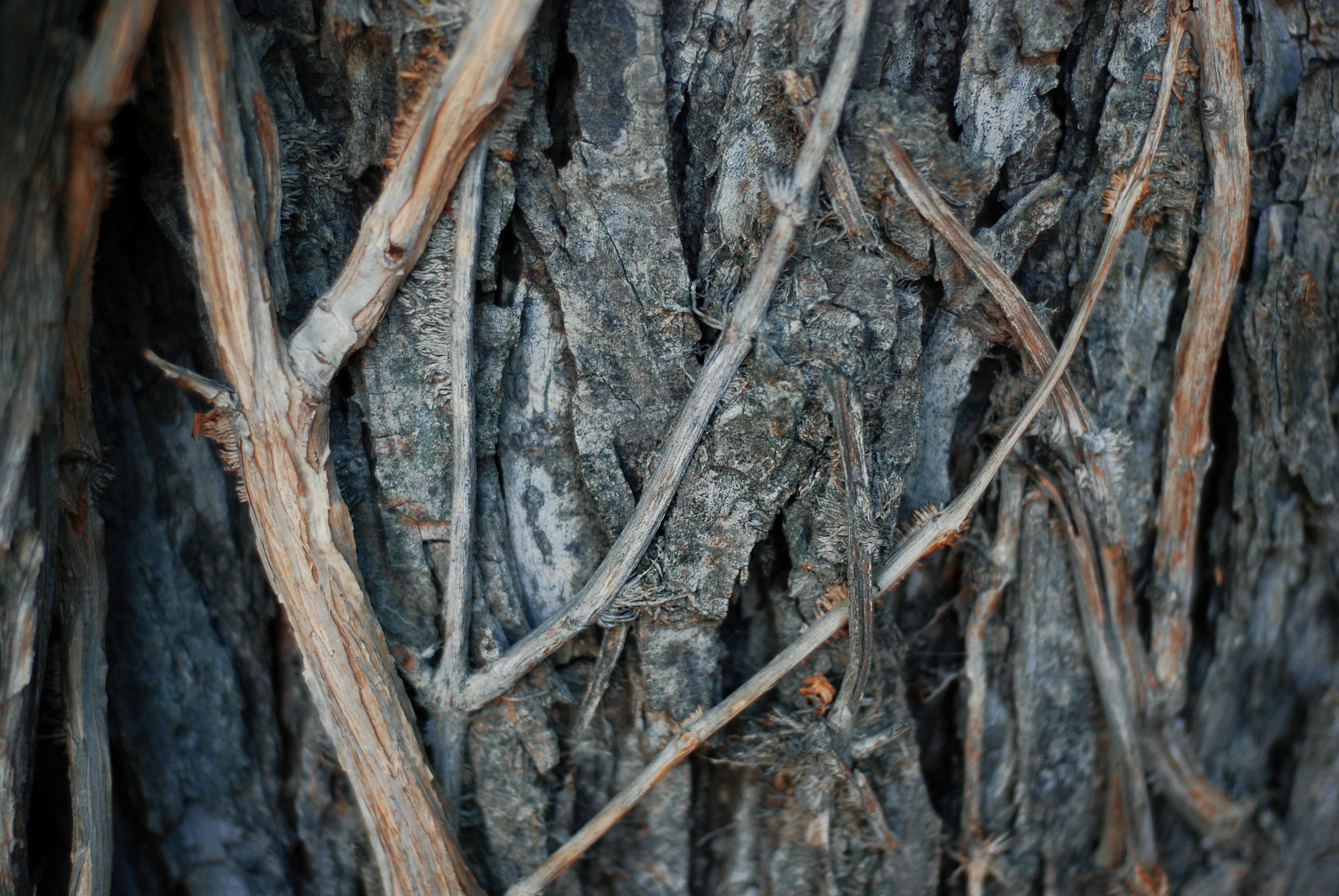 Wood and branch texture for use as a textured background