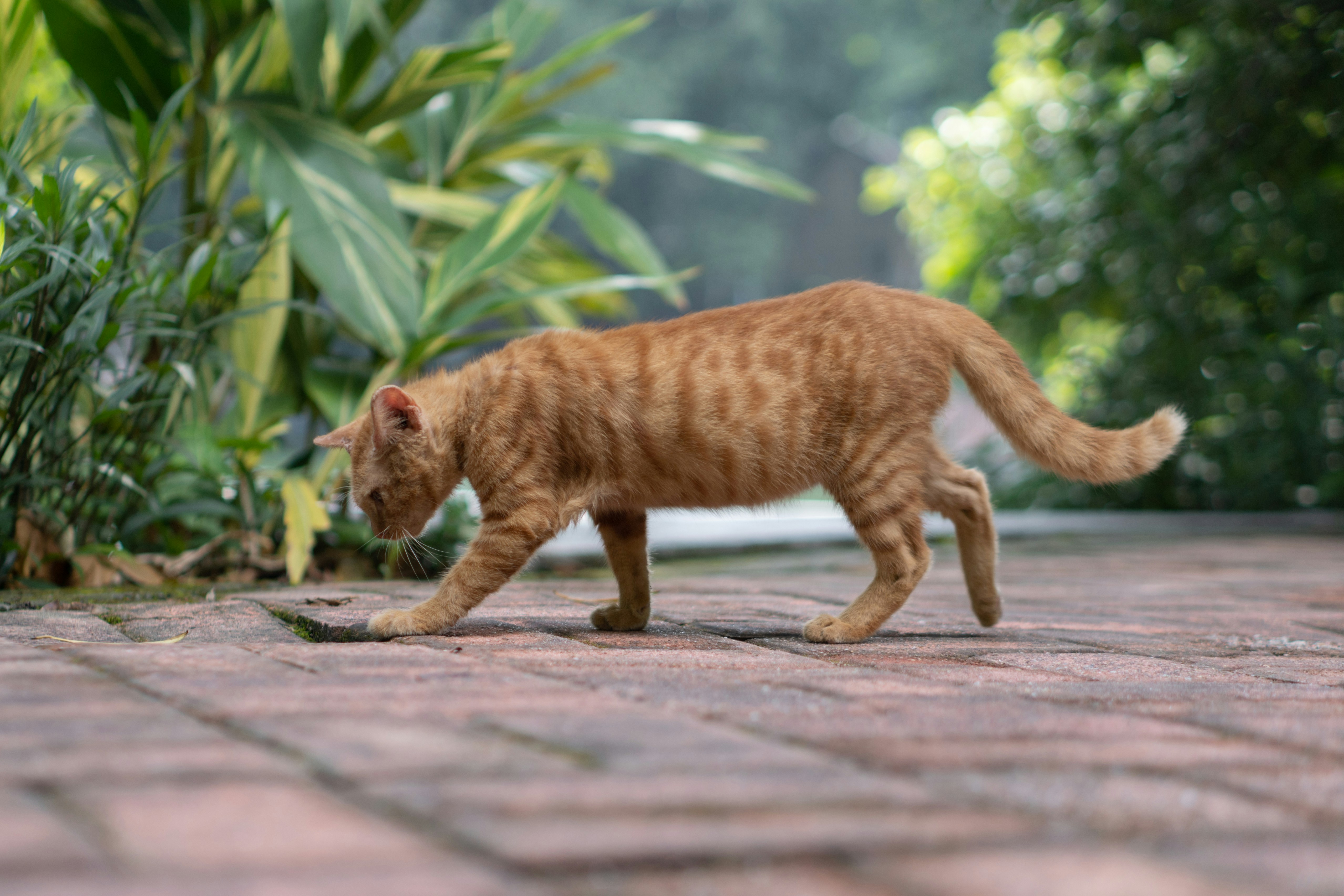 a cat walking on a brick path