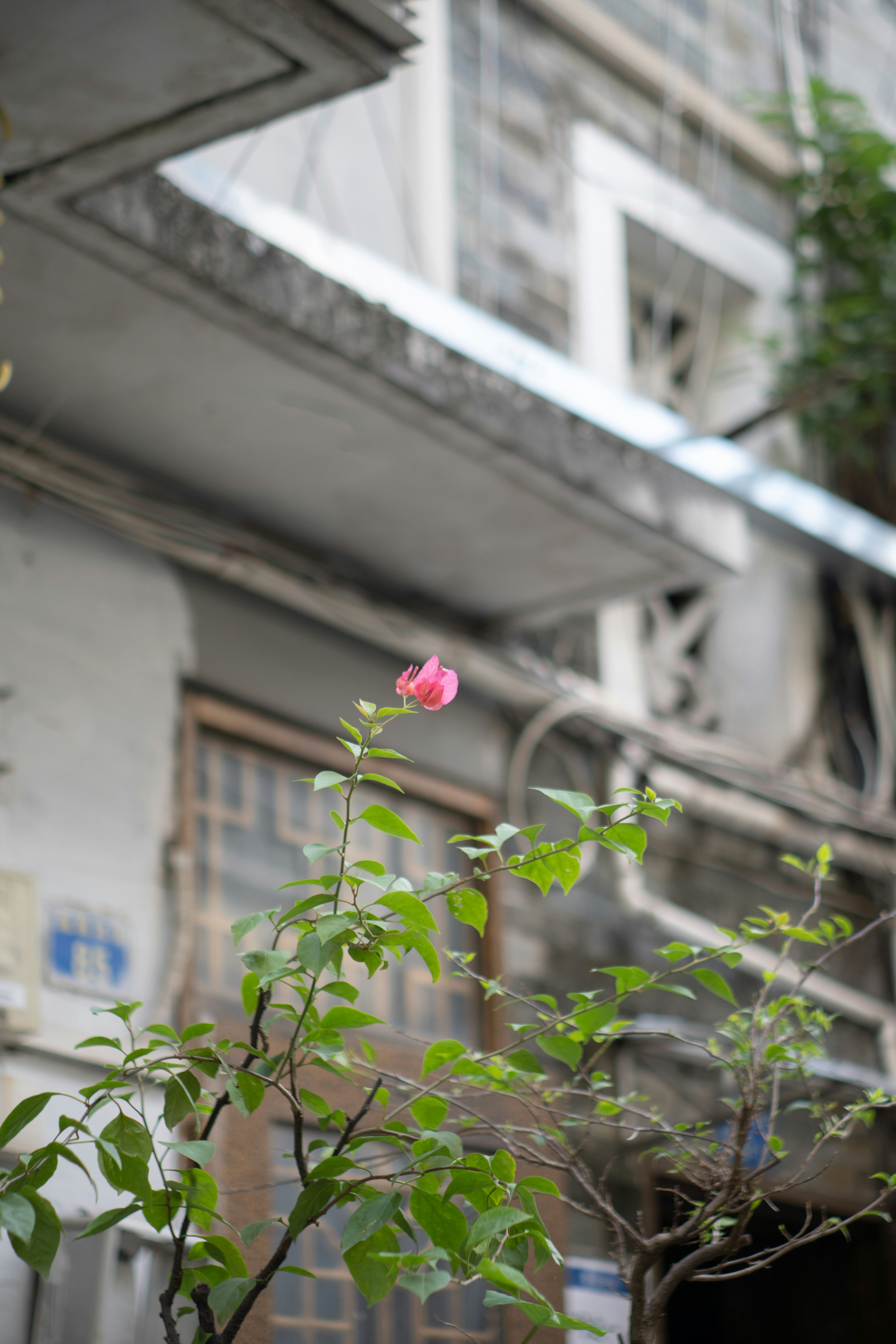 Concrete Bloom: a pink rose piercing the city facade