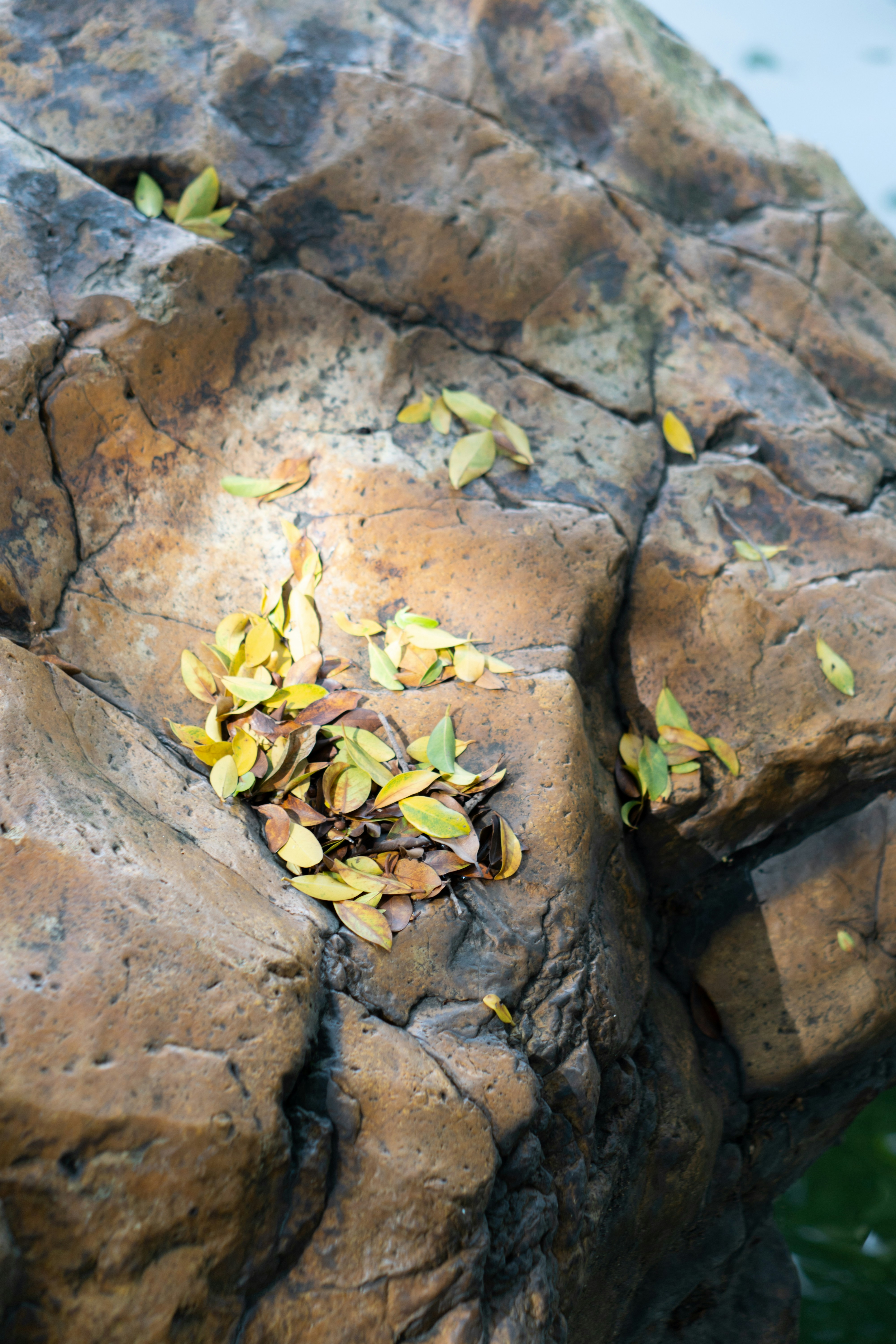 Leaves Nestled in a Weathered Rock Crevice