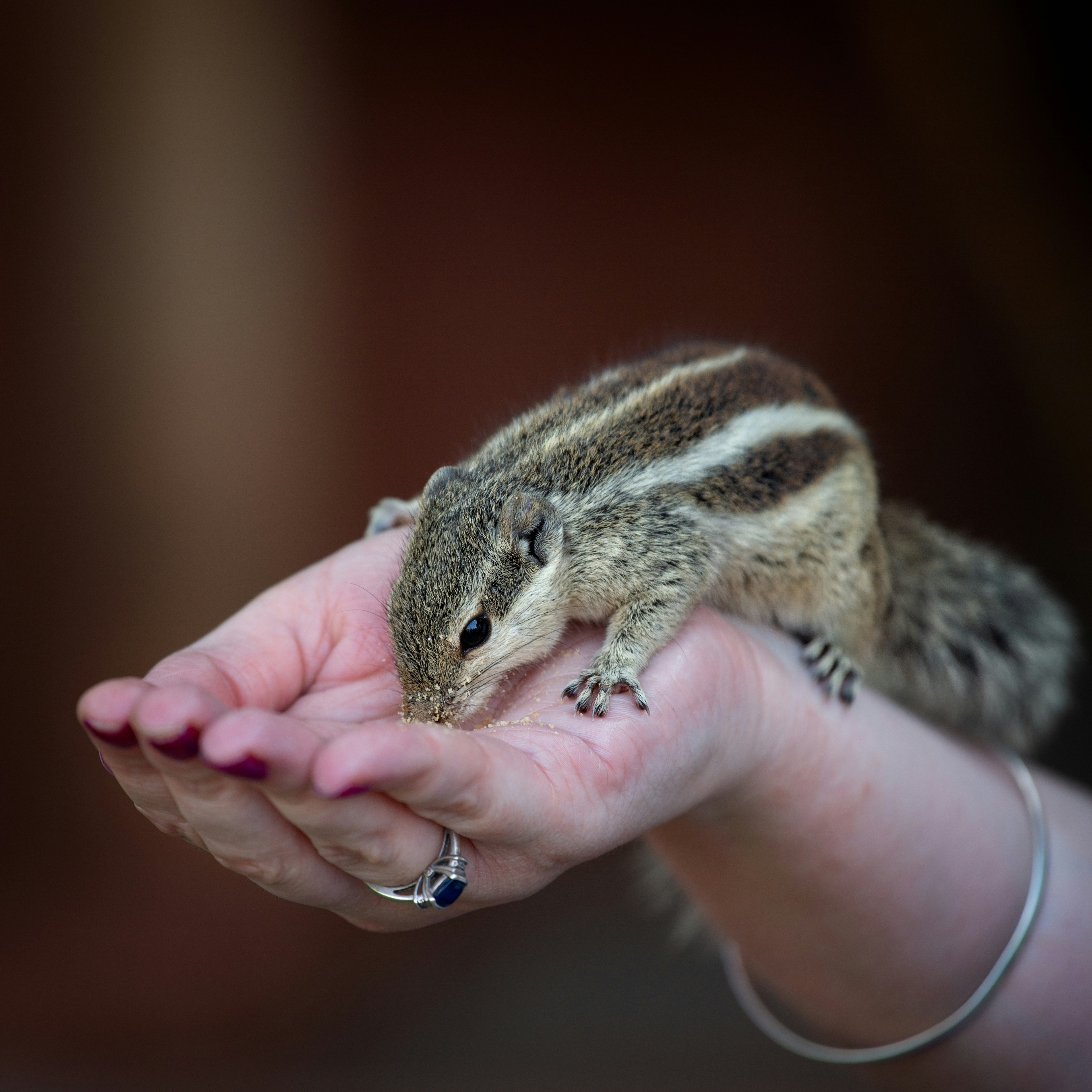 A striped squirrel perched on an outstretched hand, showcasing a moment of connection between human and wildlife.