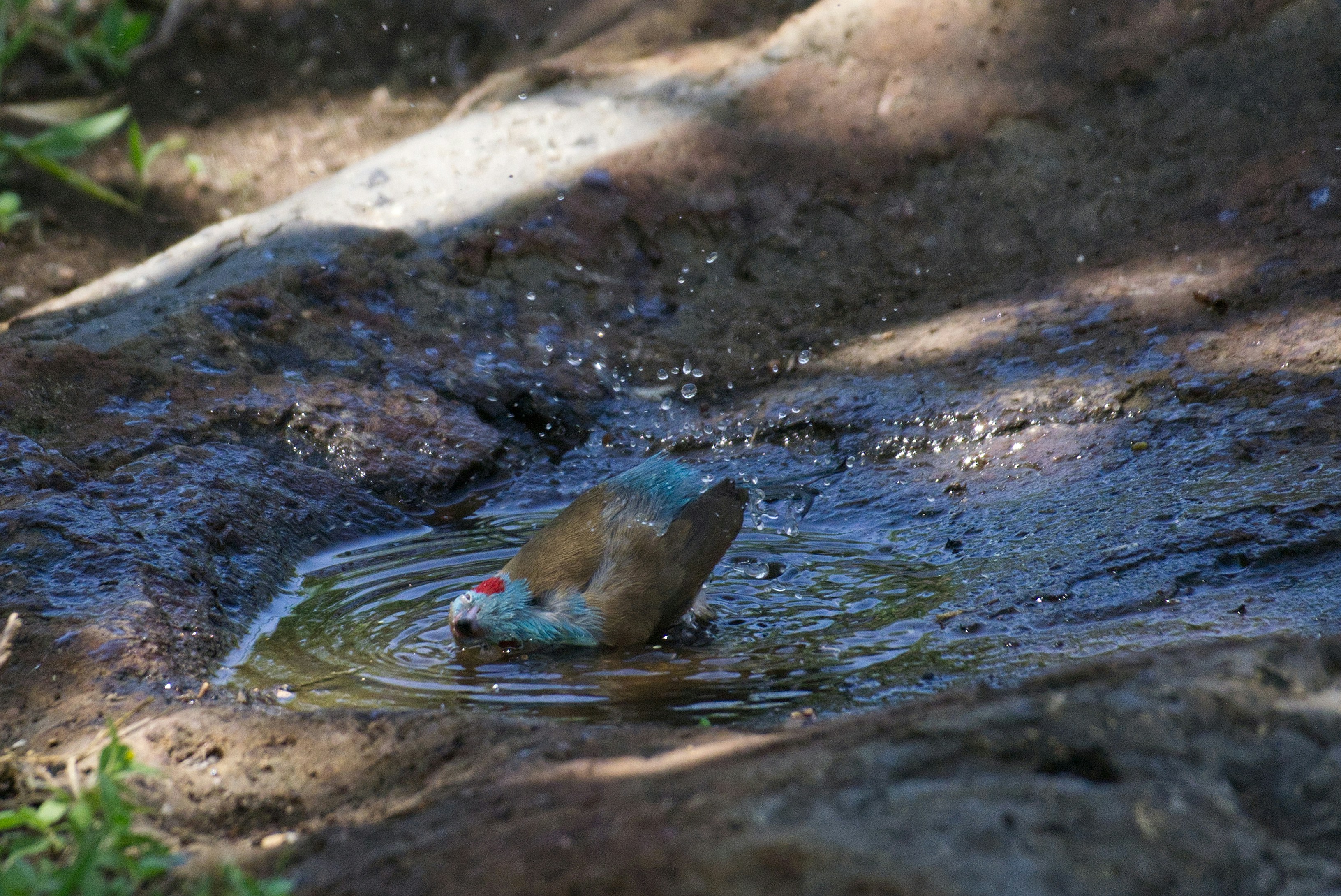 A Splash of Color in Nature’s Bath