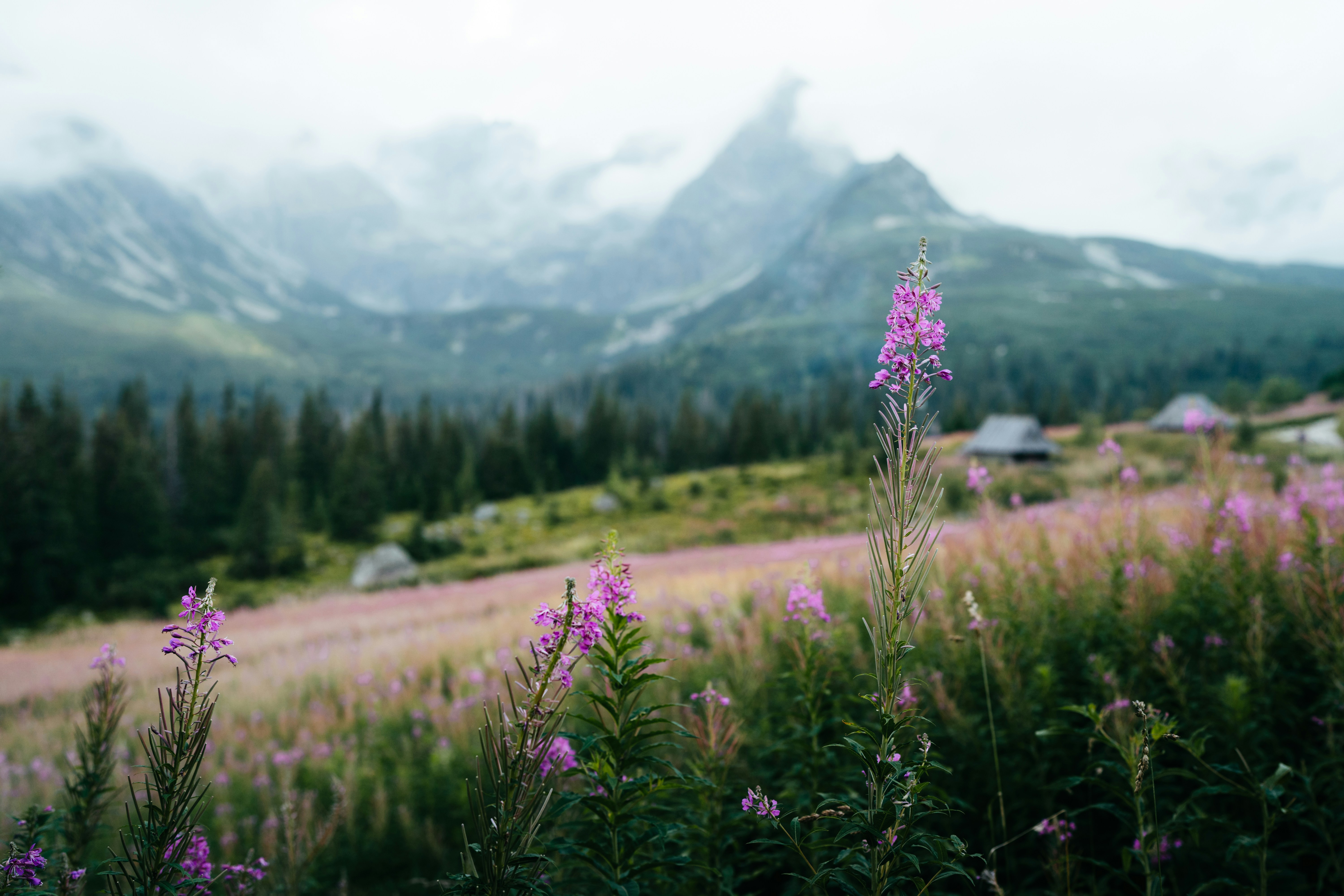 Purple Spire in an Alpine Meadow Under Cloud-Wrapped Peaks