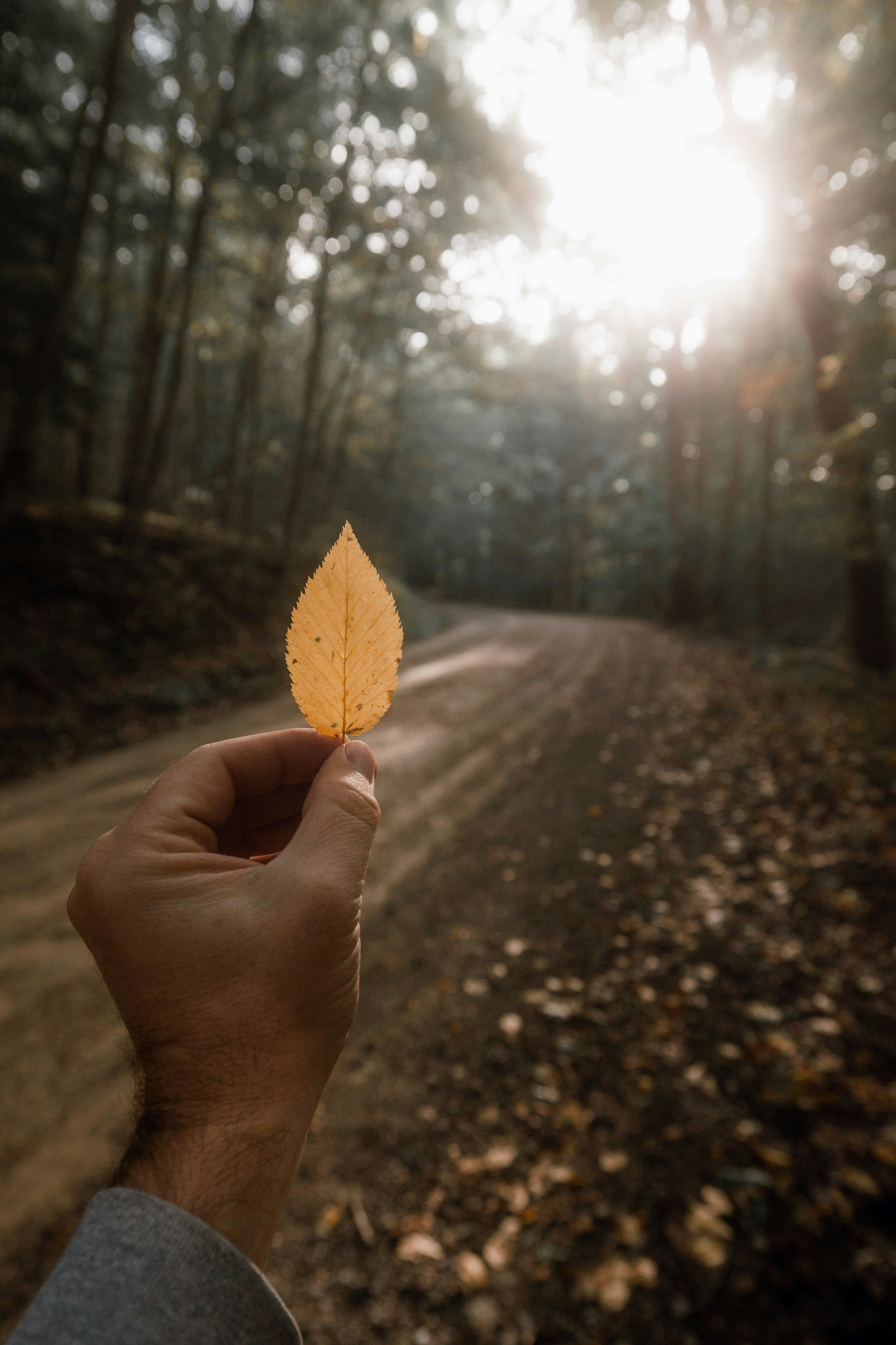 A hand holds a vibrant yellow leaf against a softly illuminated forest path. Sunlight filters through the trees, enhancing the scene's tranquil atmosphere.