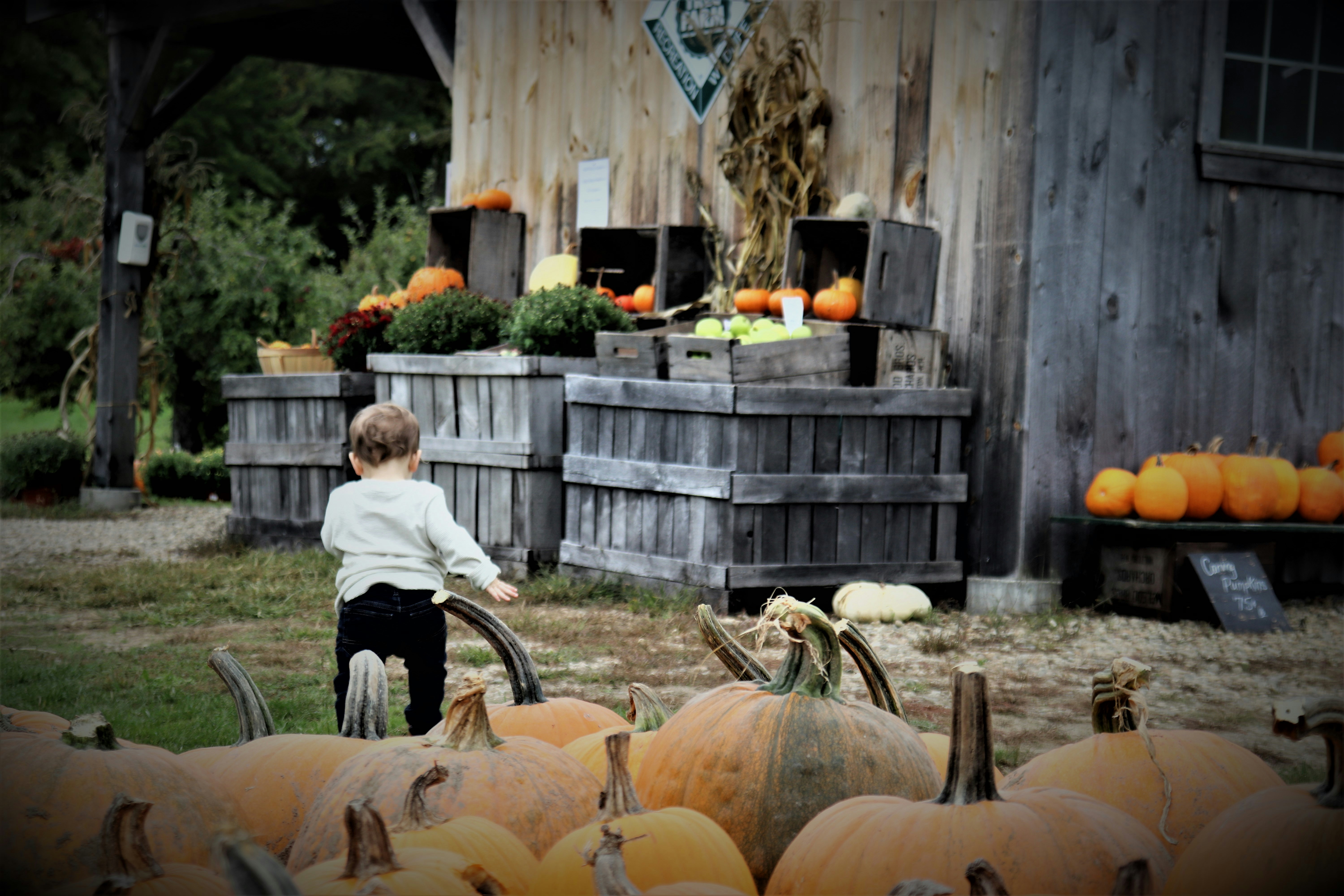 A child riding a bike photo – Free Pumpkin Image on Unsplash