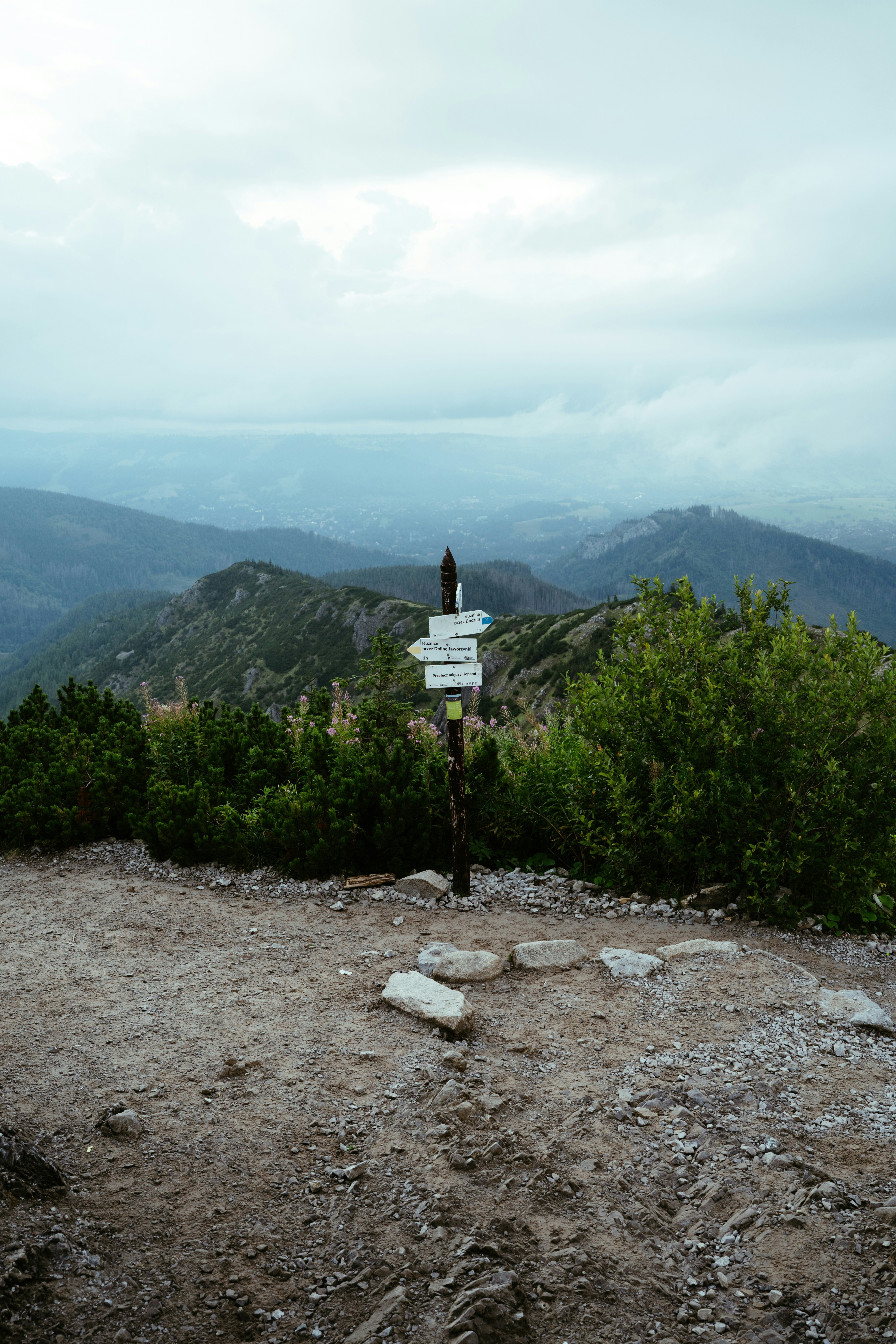 Wayfinding in the Clouds: A Mountain Peak Signpost Amid Alpine Pines