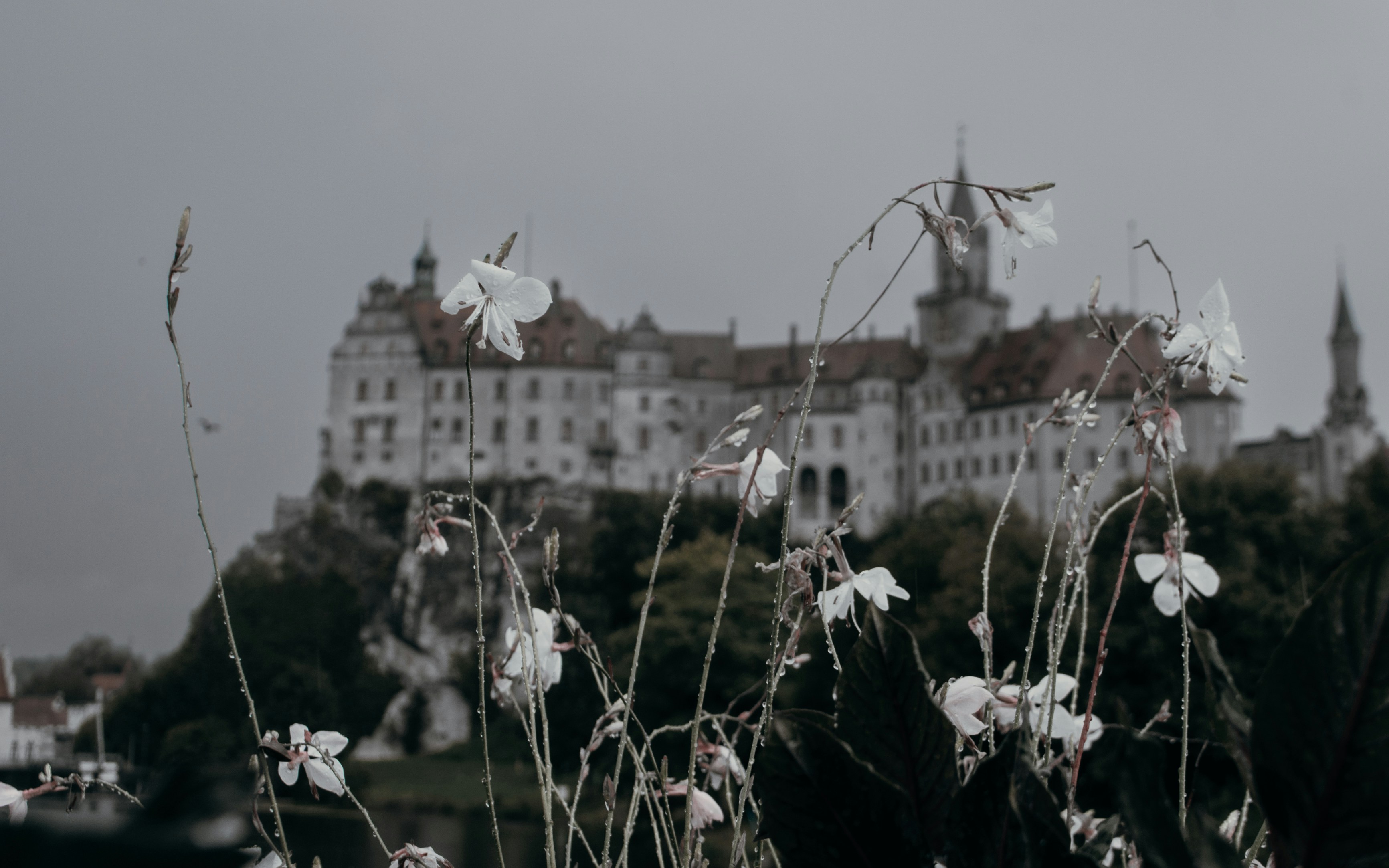 Castle on the Hill Framed by Frosted Wildflowers