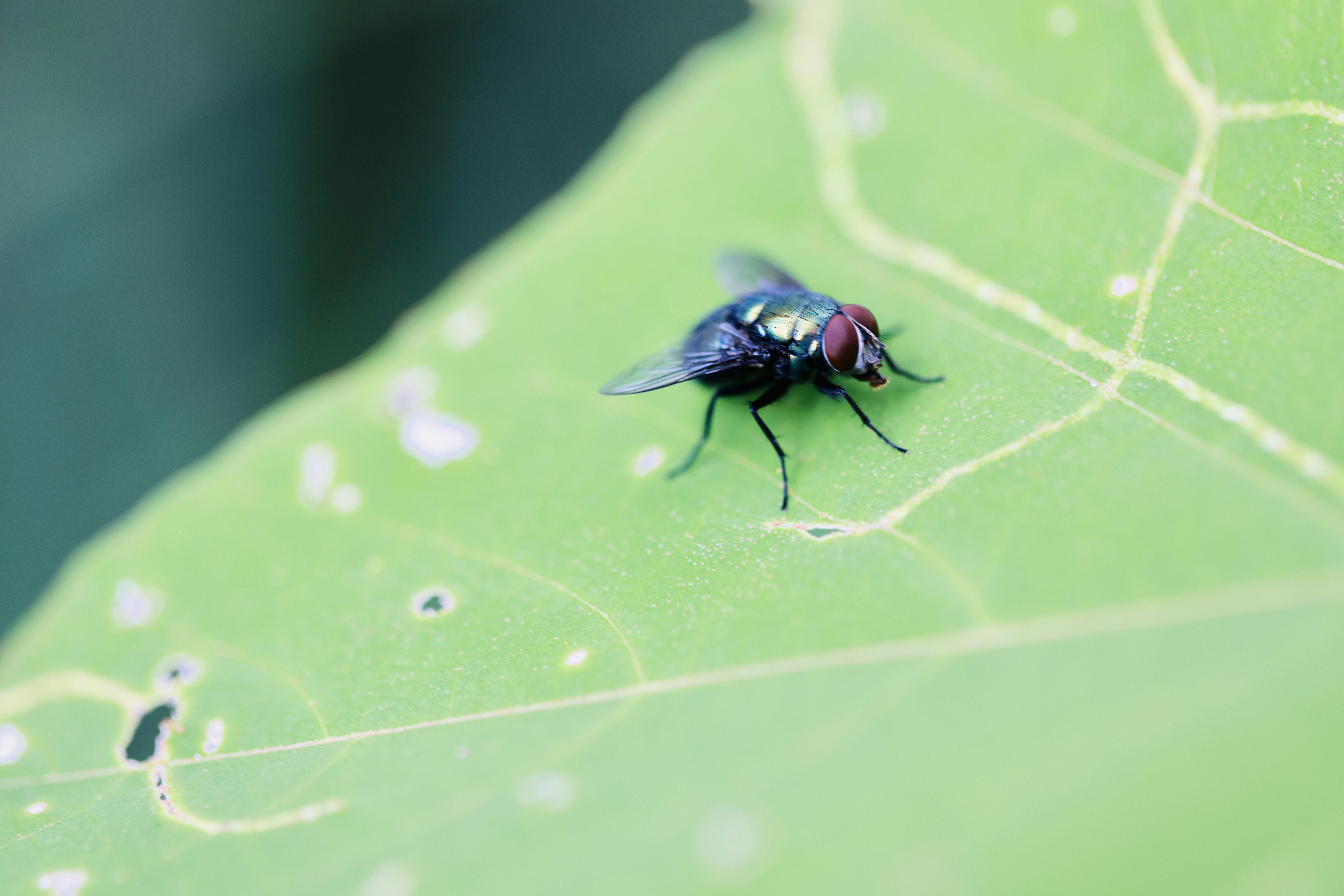 Une mouche sur une feuille photo – Photo Mouche Gratuite sur Unsplash
