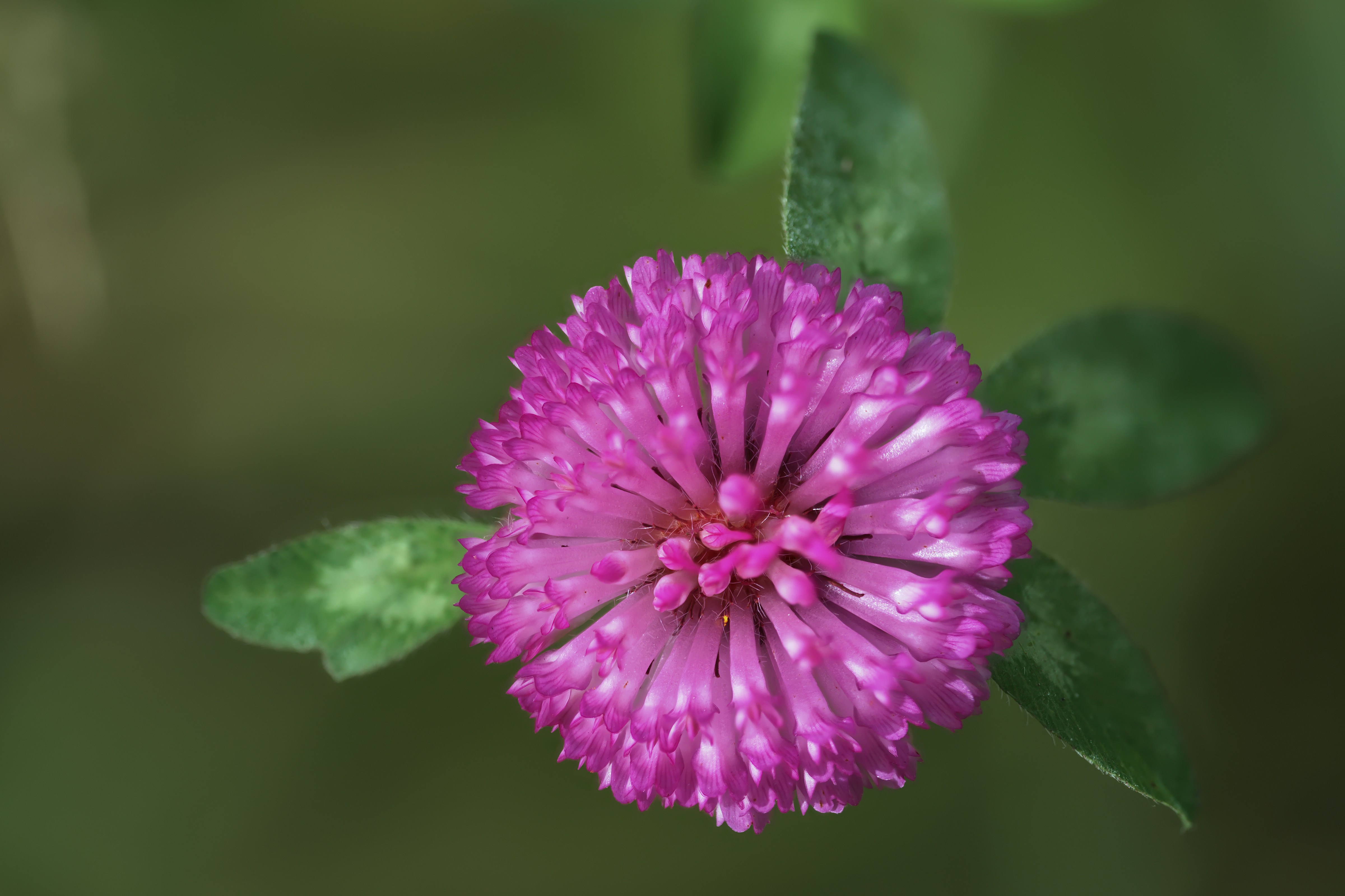 Wild Flowers | 24 best free flower, plant, blossom and qc photos on ...