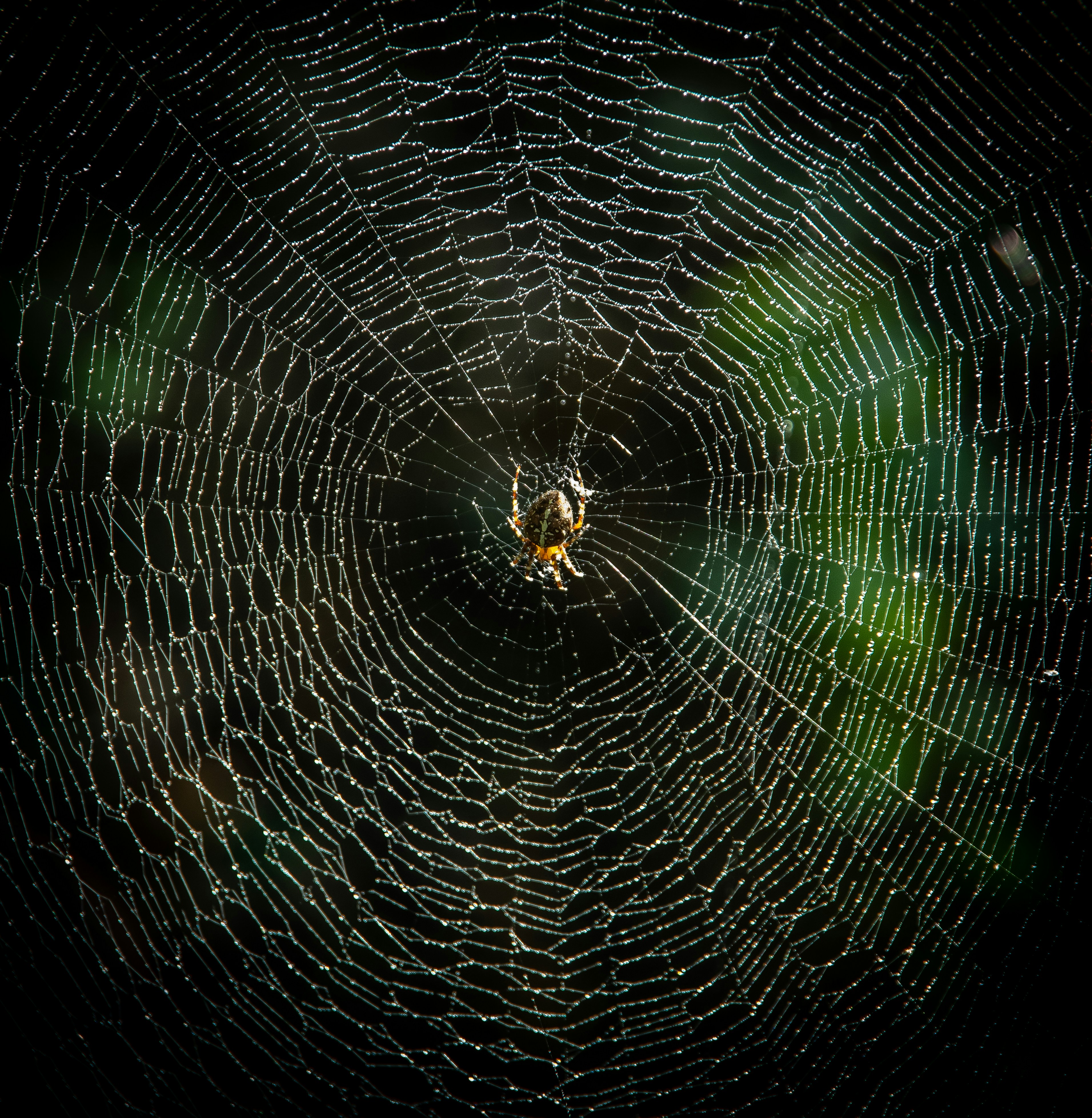 Center Stage in a Dew-Kissed Web: A Spider at the Core