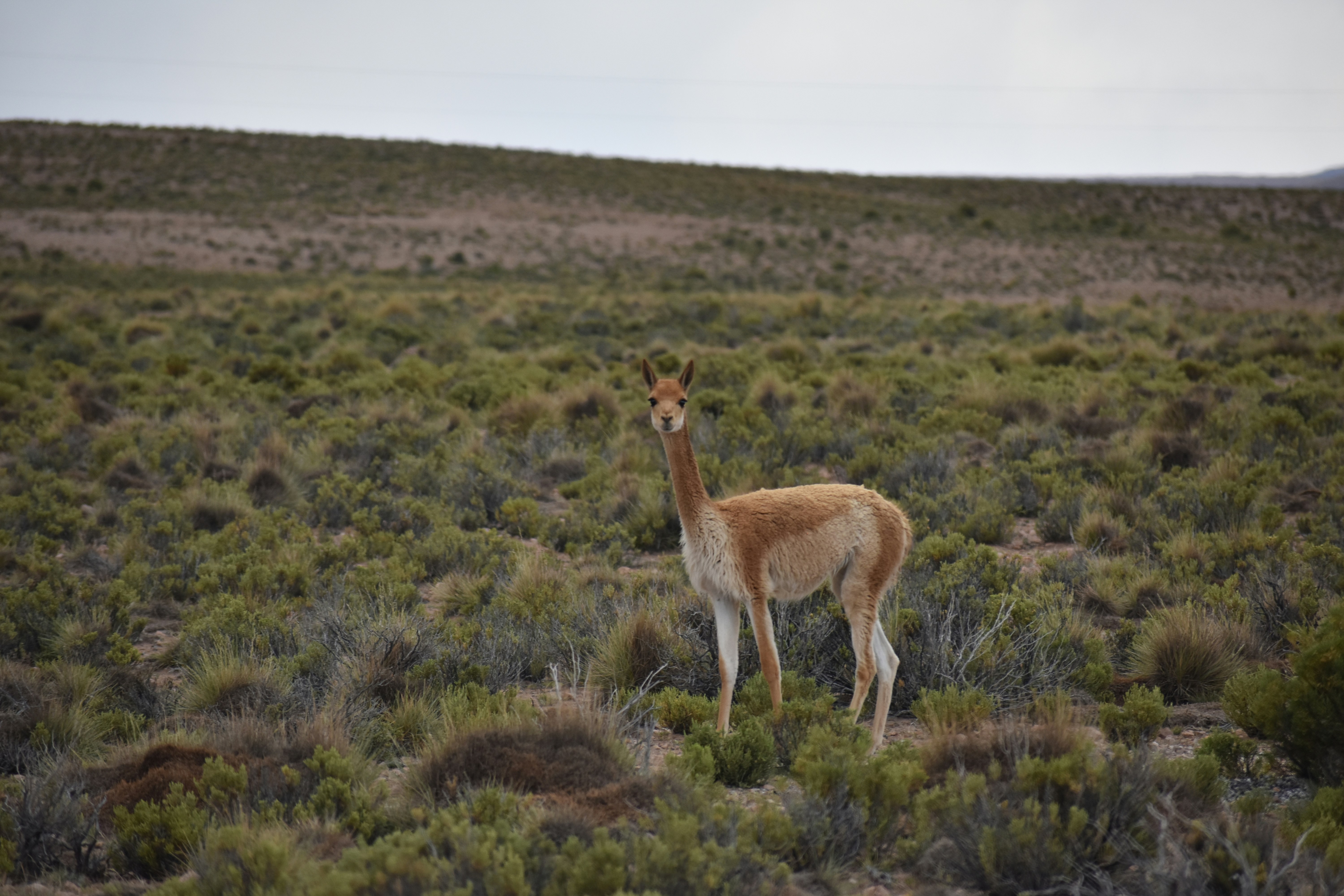 Graceful Stalker of the Plains
