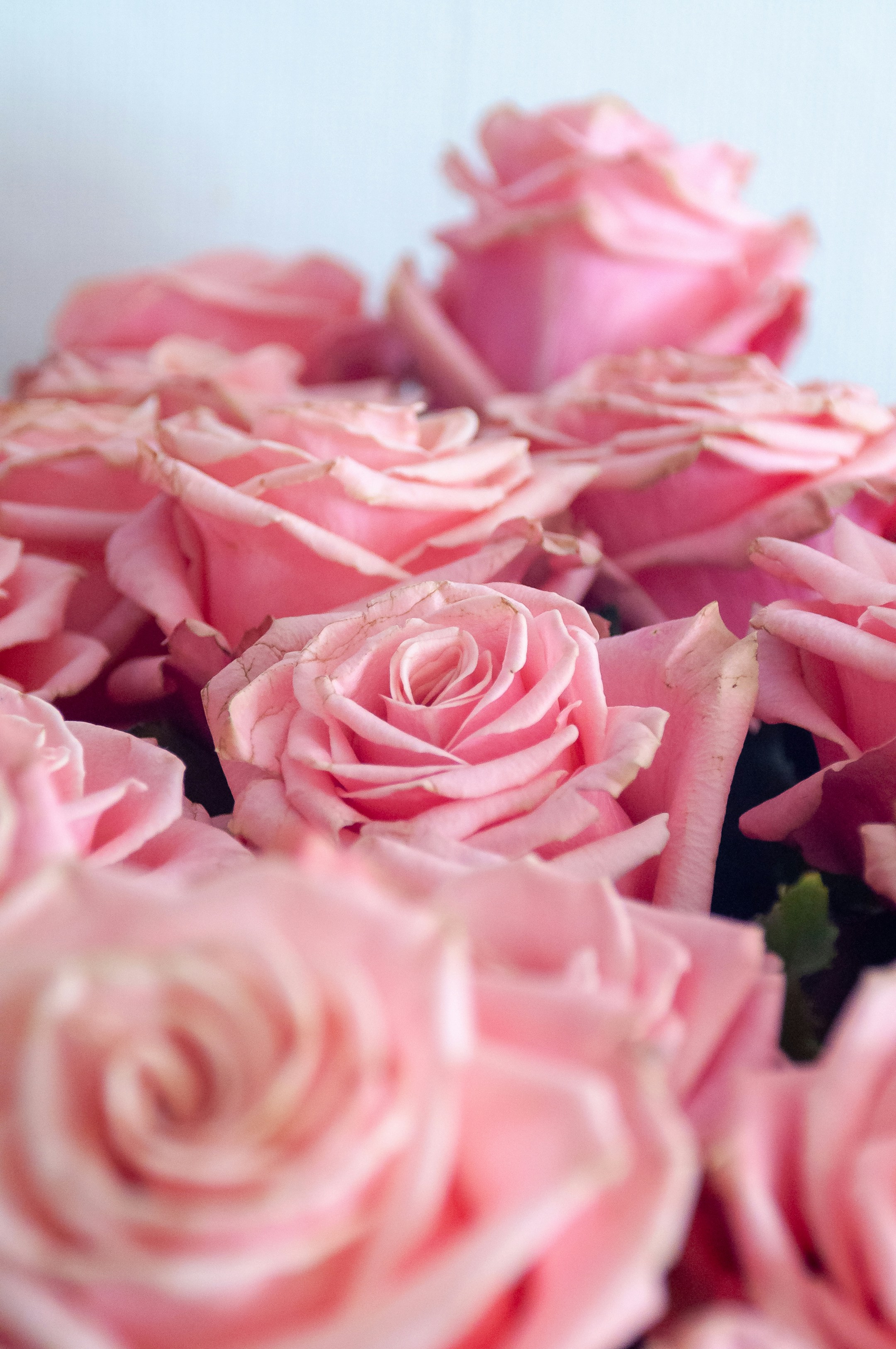 A group of pink roses photo – Free Rose flower Image on Unsplash