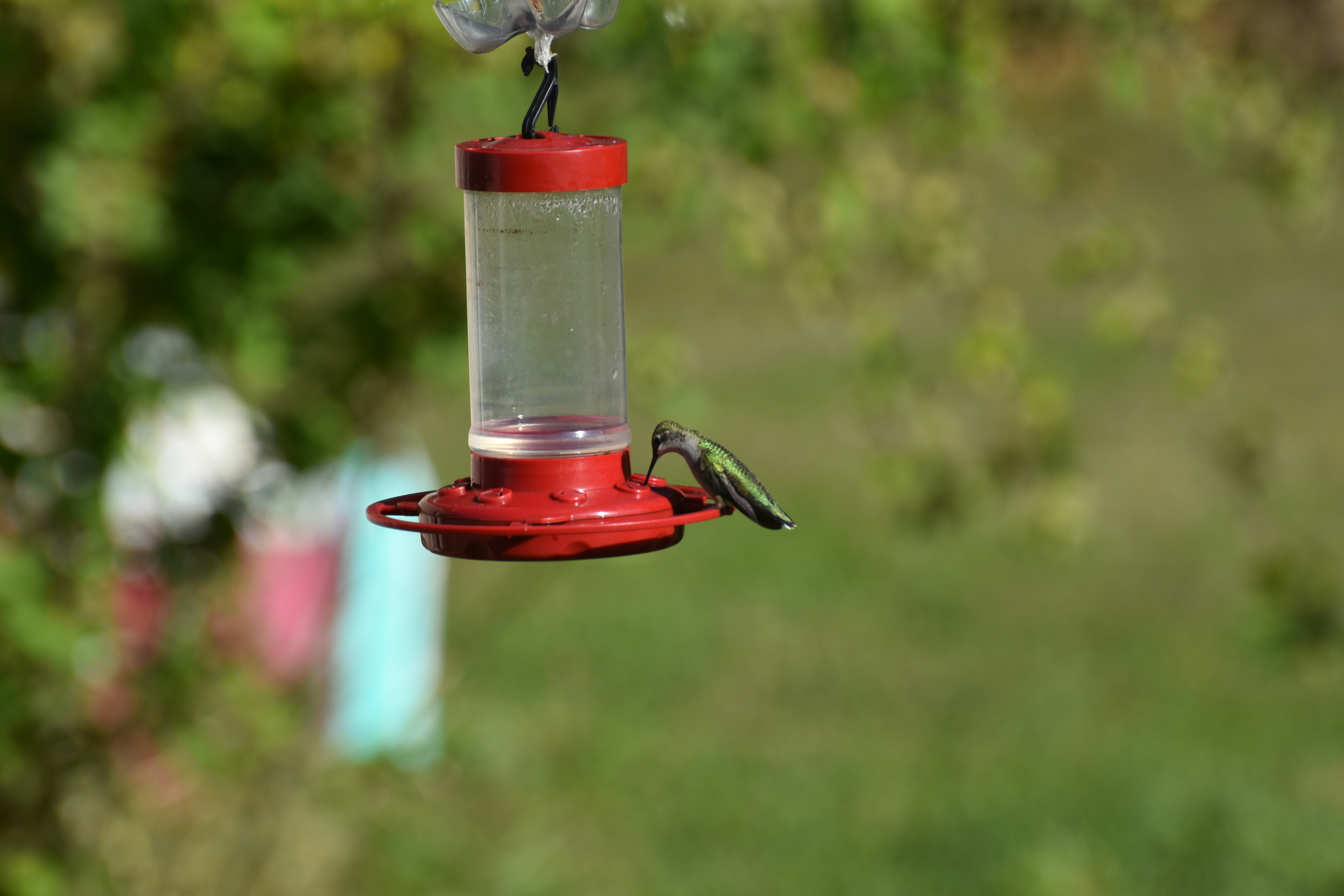 Hummingbird feeding from a vibrant red nectar feeder amidst a blurred natural backdrop.