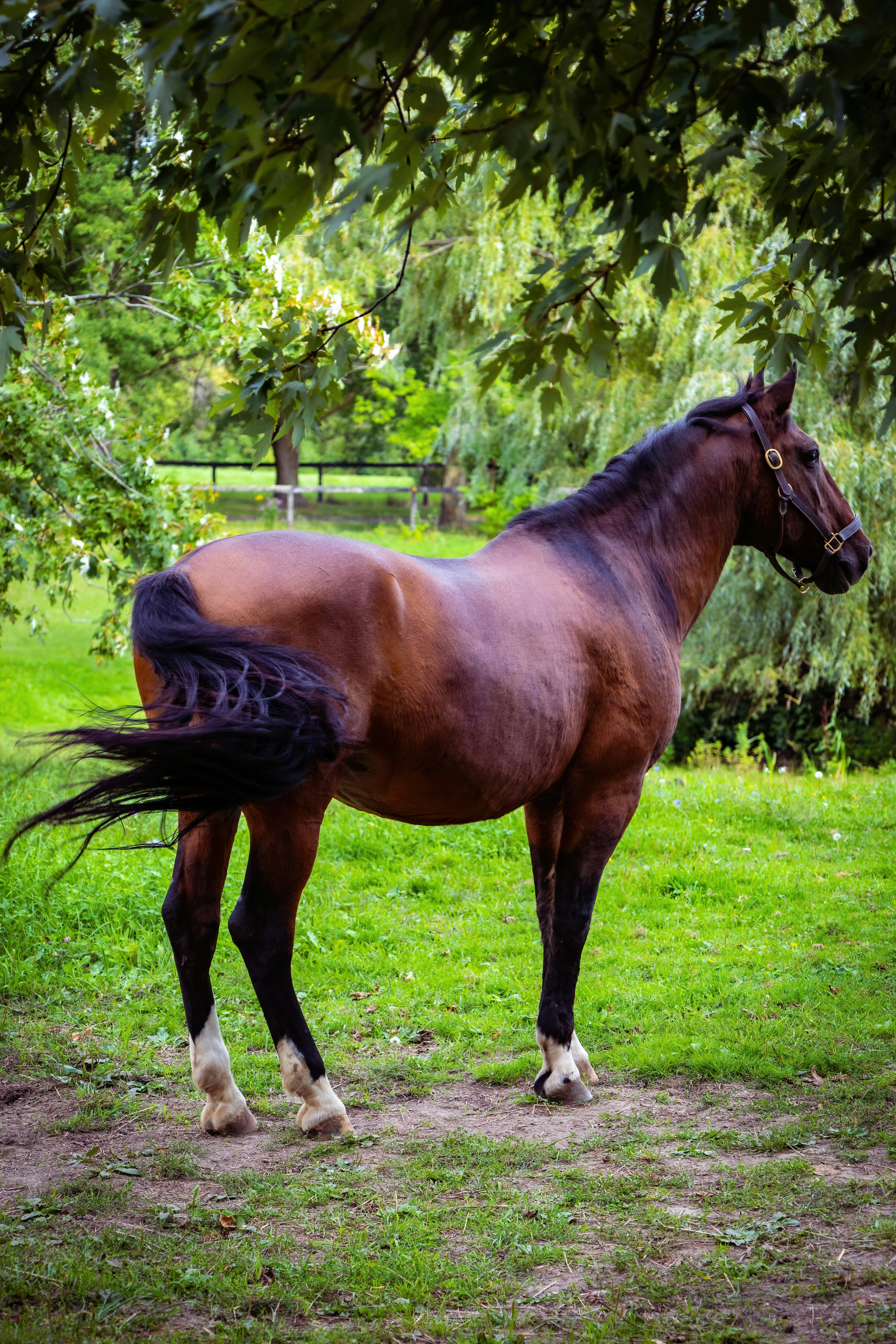 Chestnut in Dappled Light: A Horse at Ease in a Lush Meadow