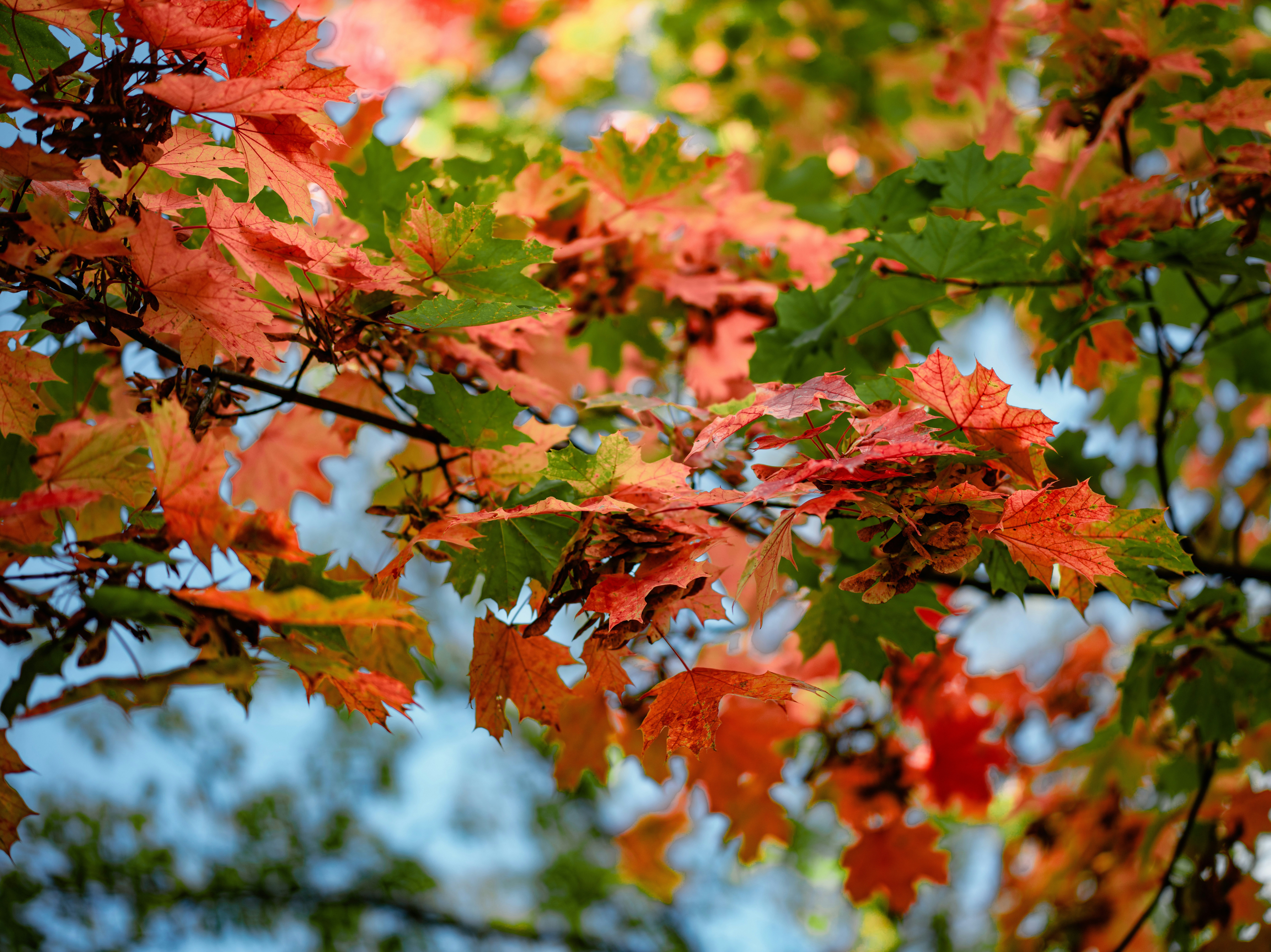 Images de Arbre De Feuilles Rouges | Téléchargez des images gratuites ...
