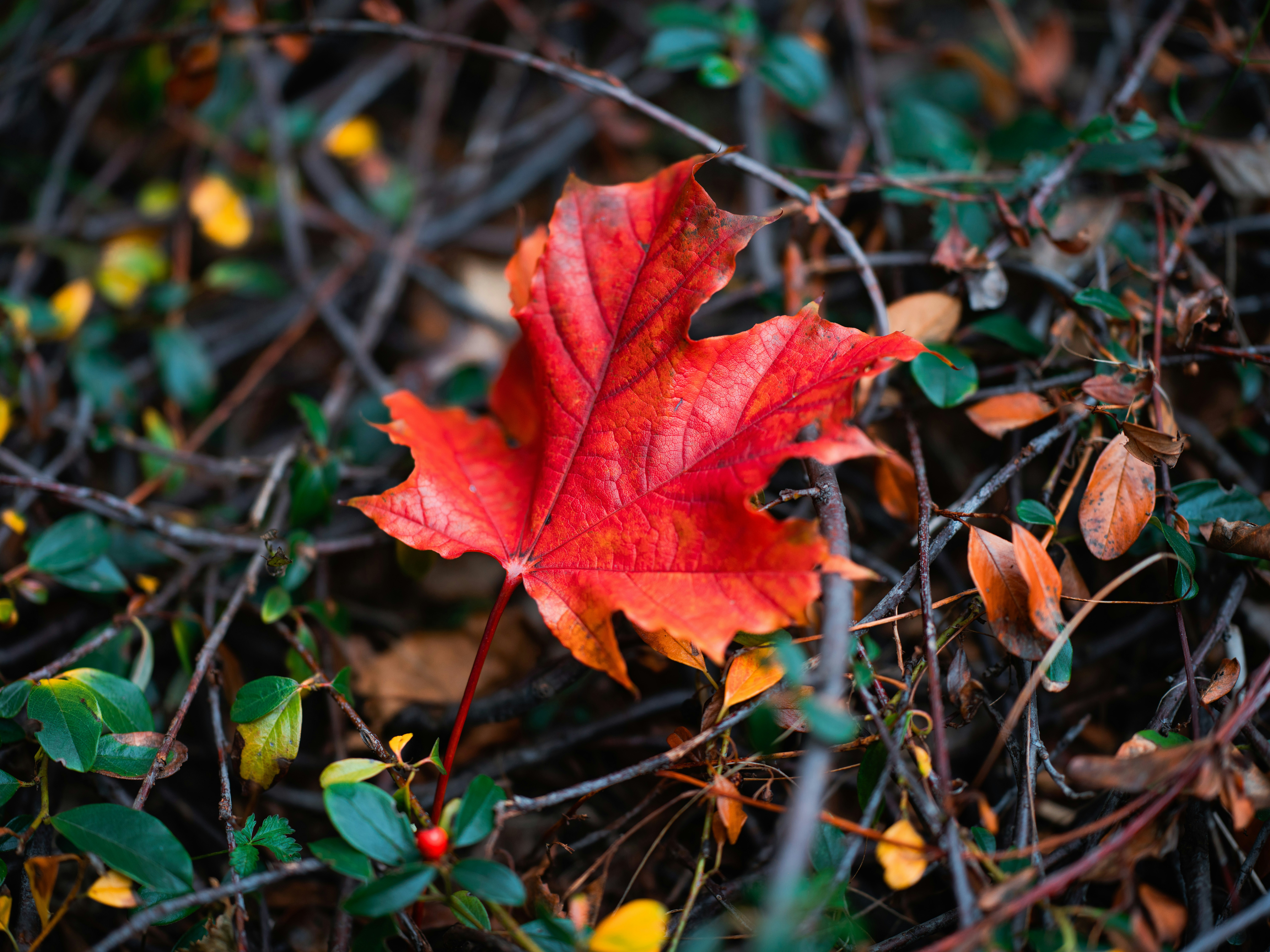 Crimson Maple Leaf Anchored by a Woodland Tangle
