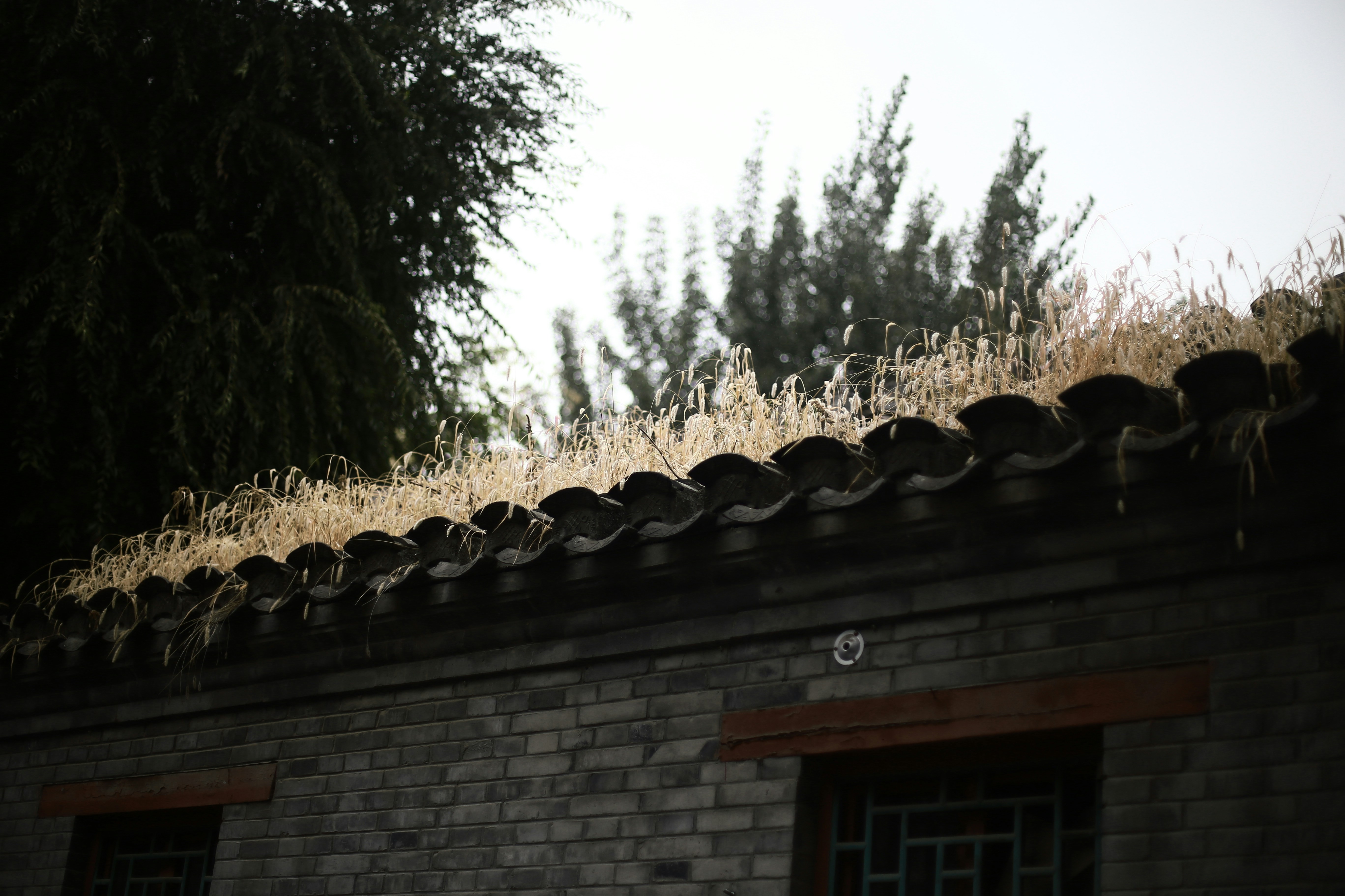 Grass-Topped Roofline Over a Weathered Brick Facade at Dusk