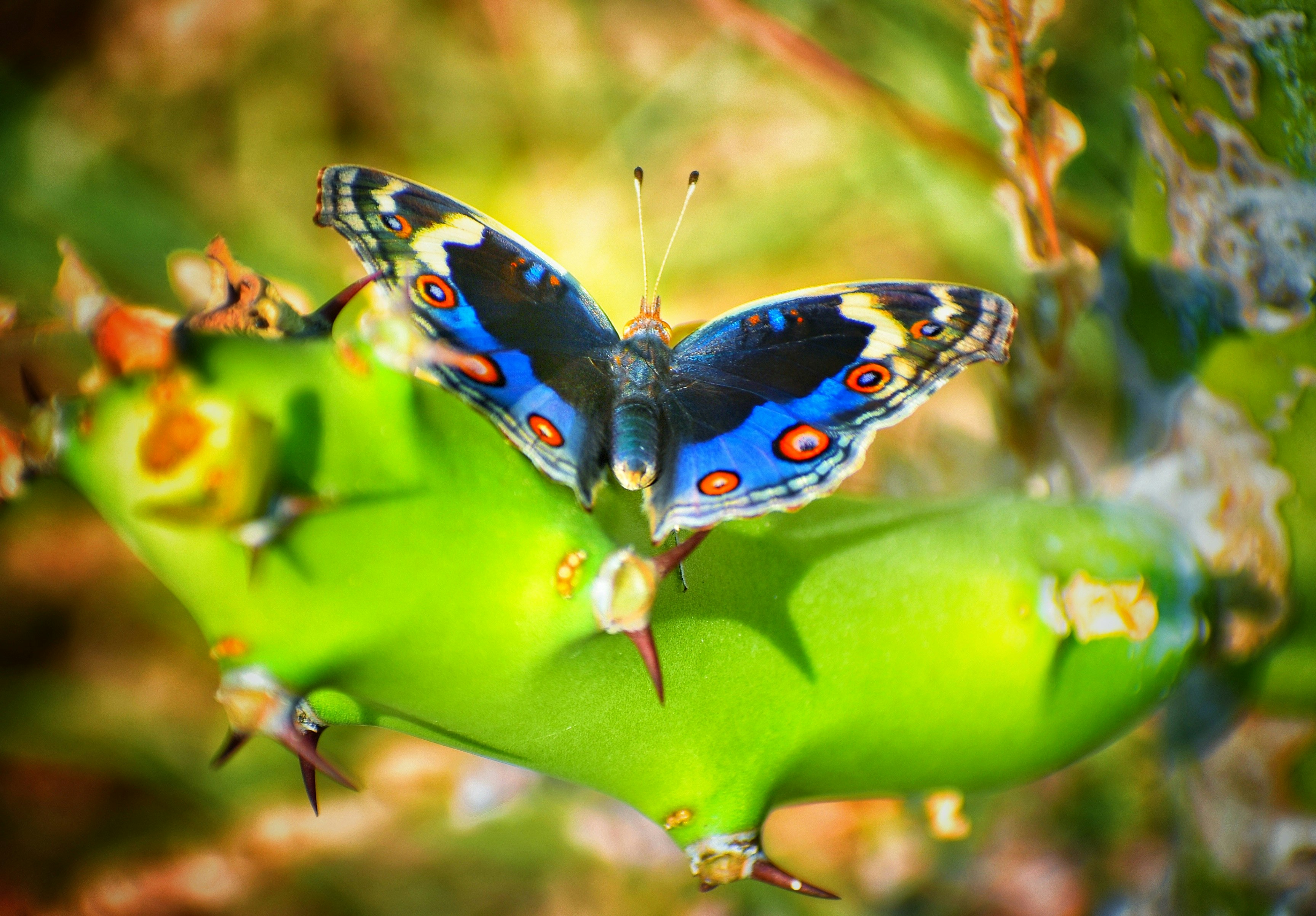 A couple of butterflies on a leaf photo – Free Butterfly Image on Unsplash