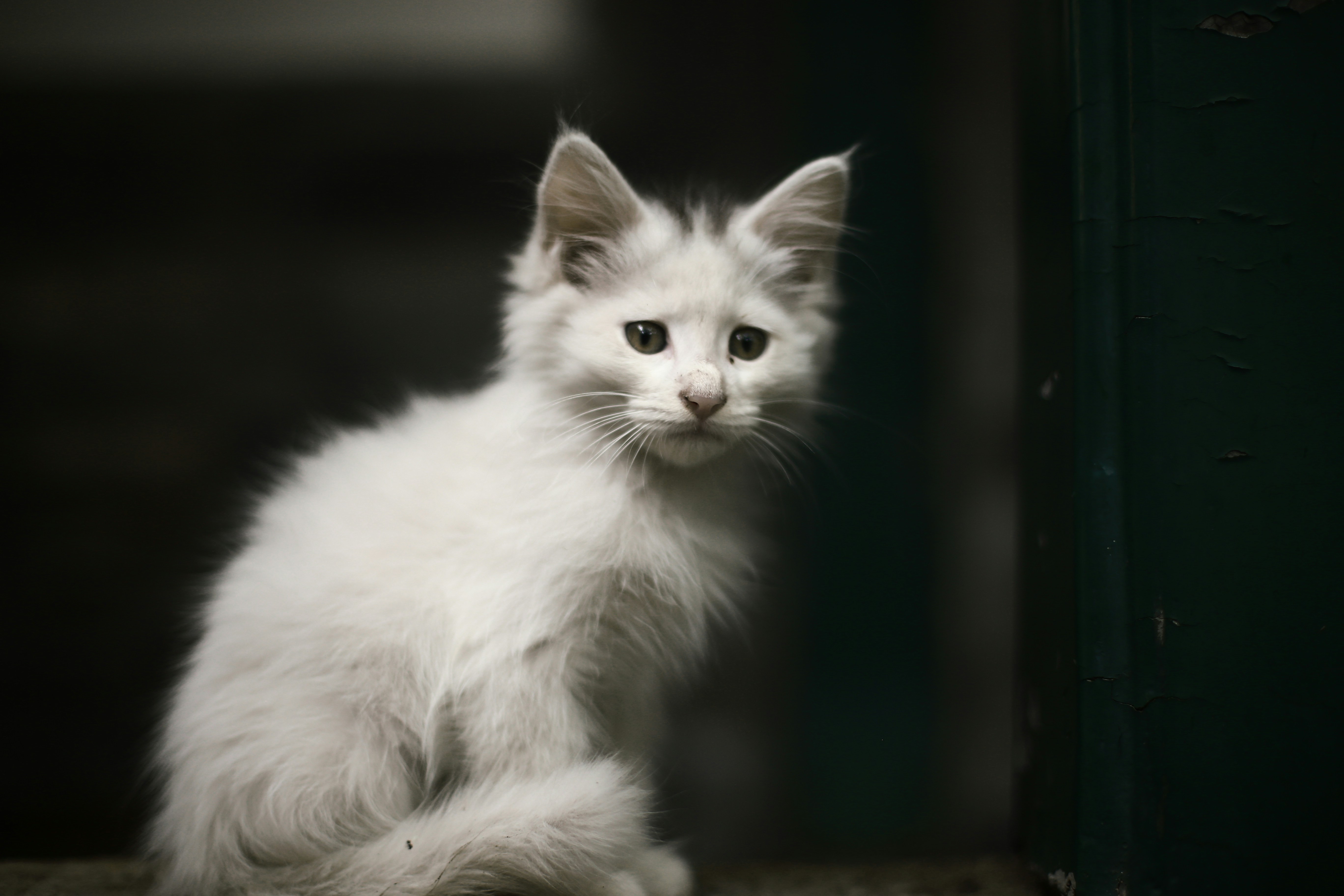 Fluffy white kitten seated against a softly blurred background, exuding curiosity and charm.